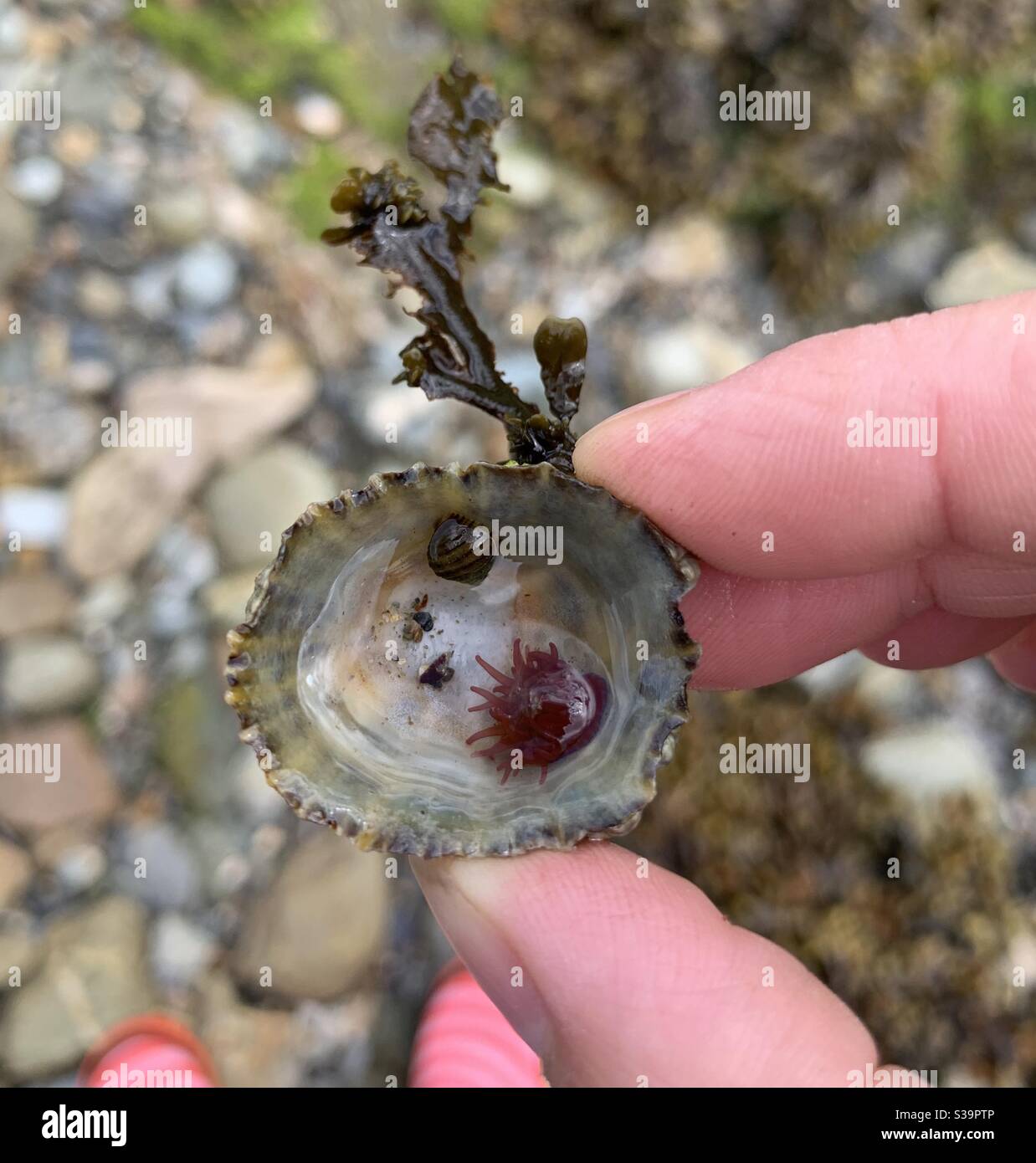 Julian Donaldson High Resolution Stock Photography and Images - Alamy