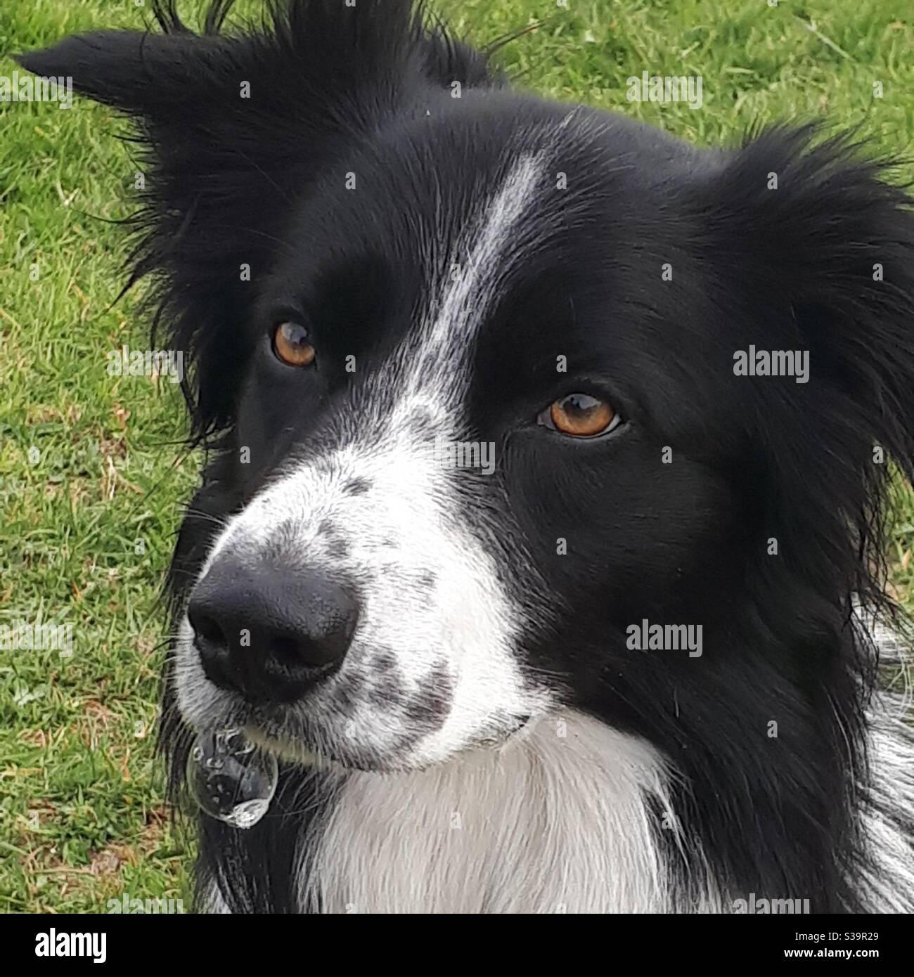 Max the border collie hi-res stock photography and images - Alamy