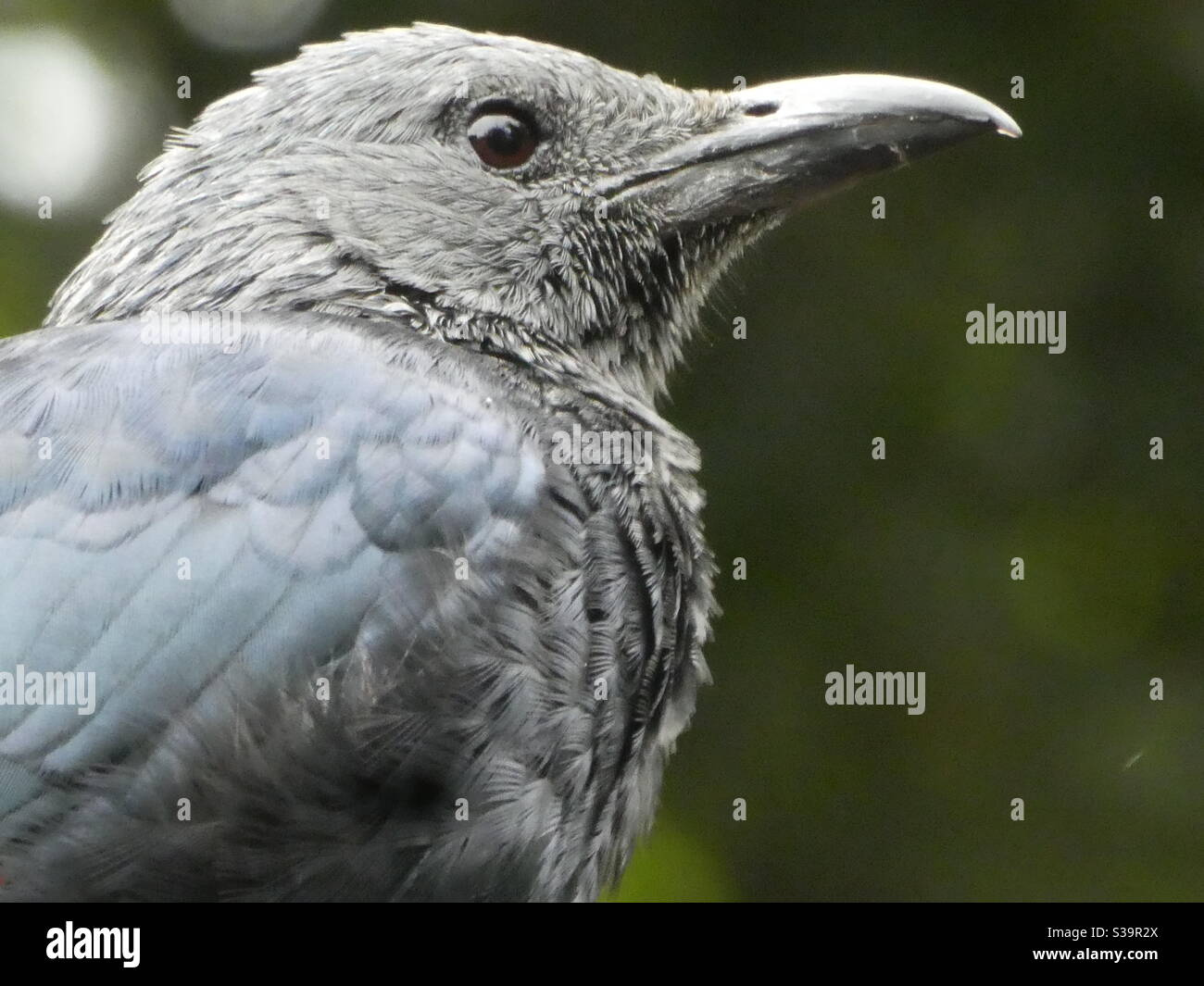 Red winged starling hi-res stock photography and images - Alamy