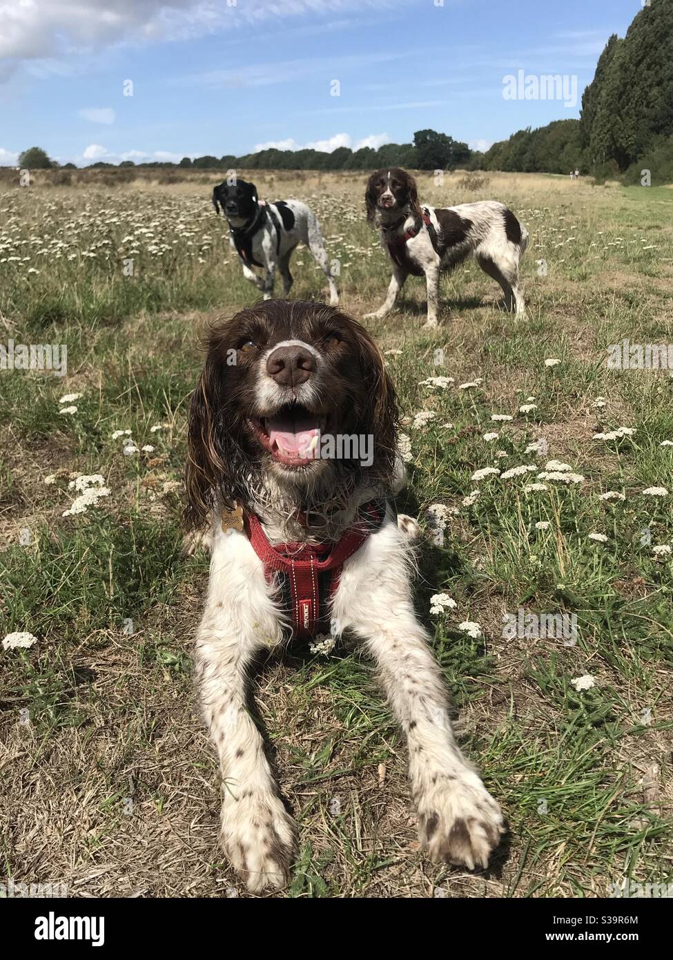 Happy springers hi-res stock photography and images - Alamy