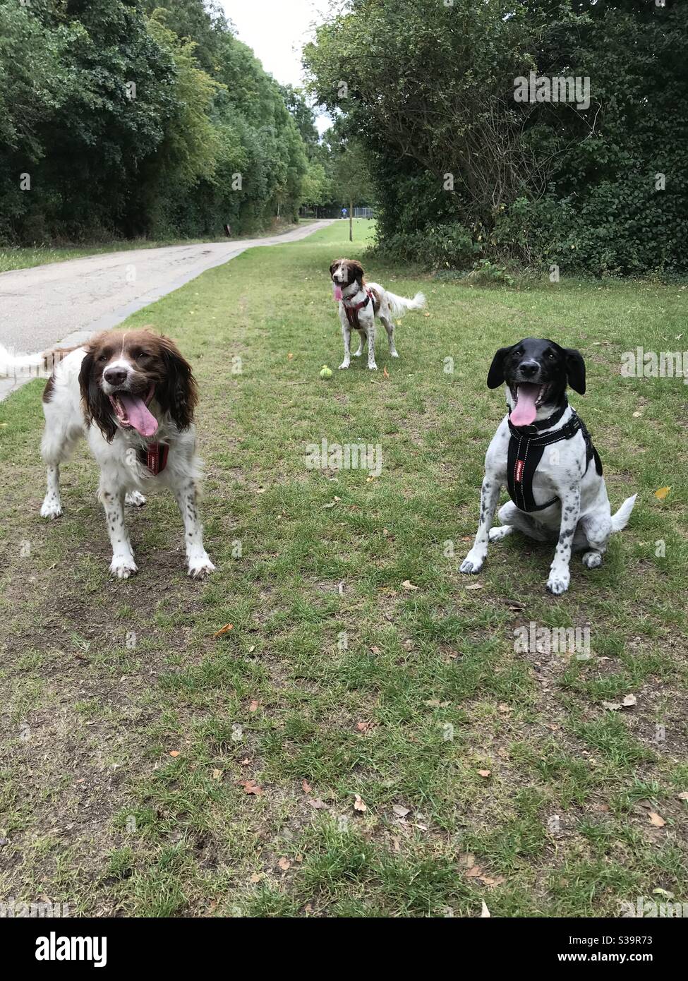 Posing with dogs hi-res stock photography and images - Alamy