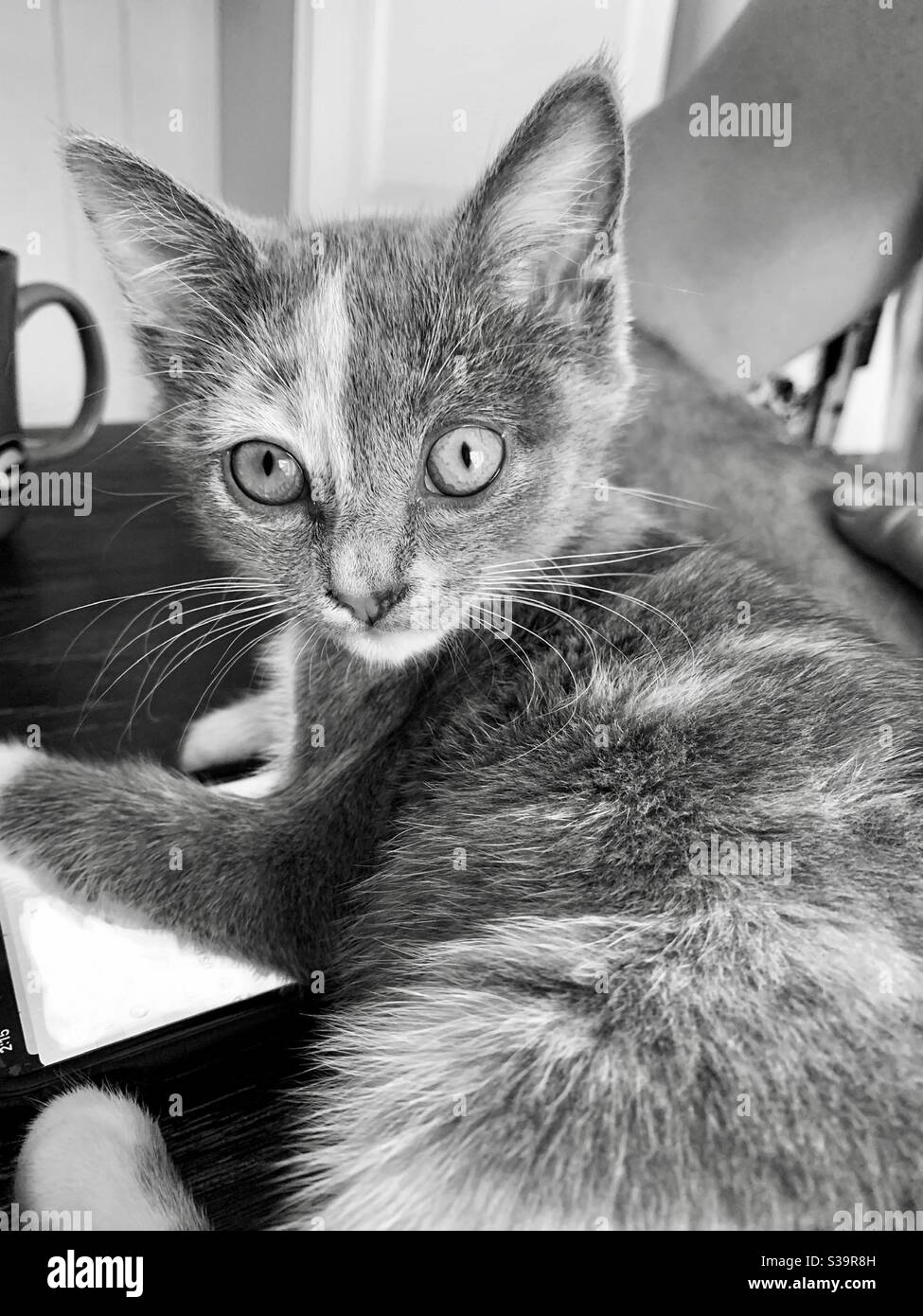 Spooked hi-res stock photography and images - Alamy