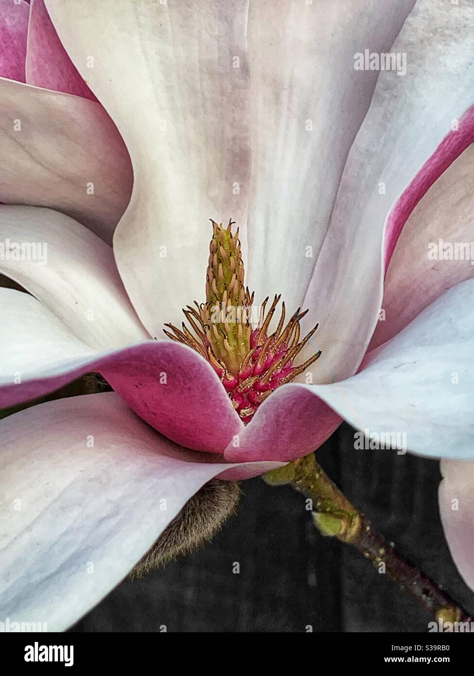 Magnolia close up Stock Photo - Alamy