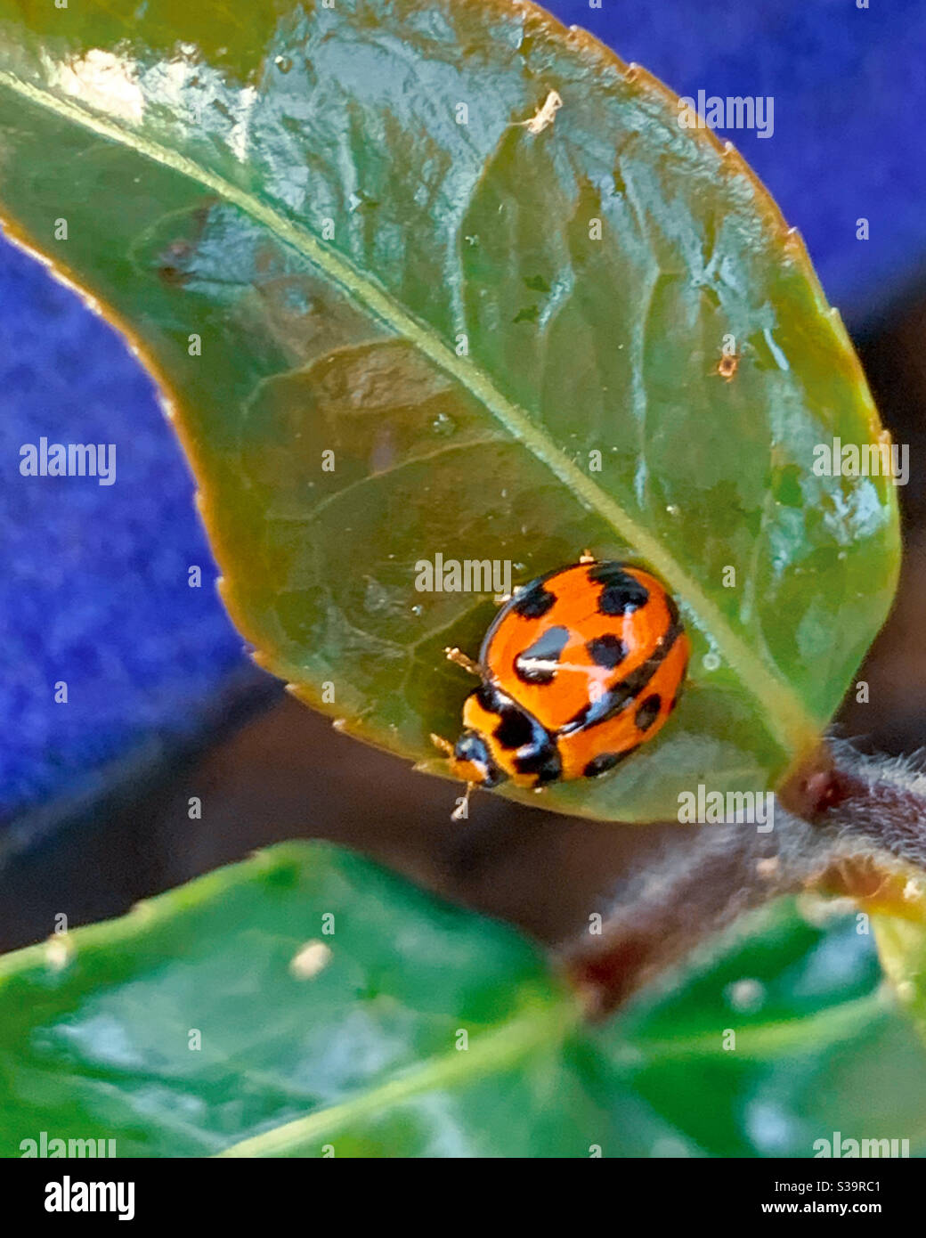 Lady bird ladybird fly away home Stock Photo - Alamy