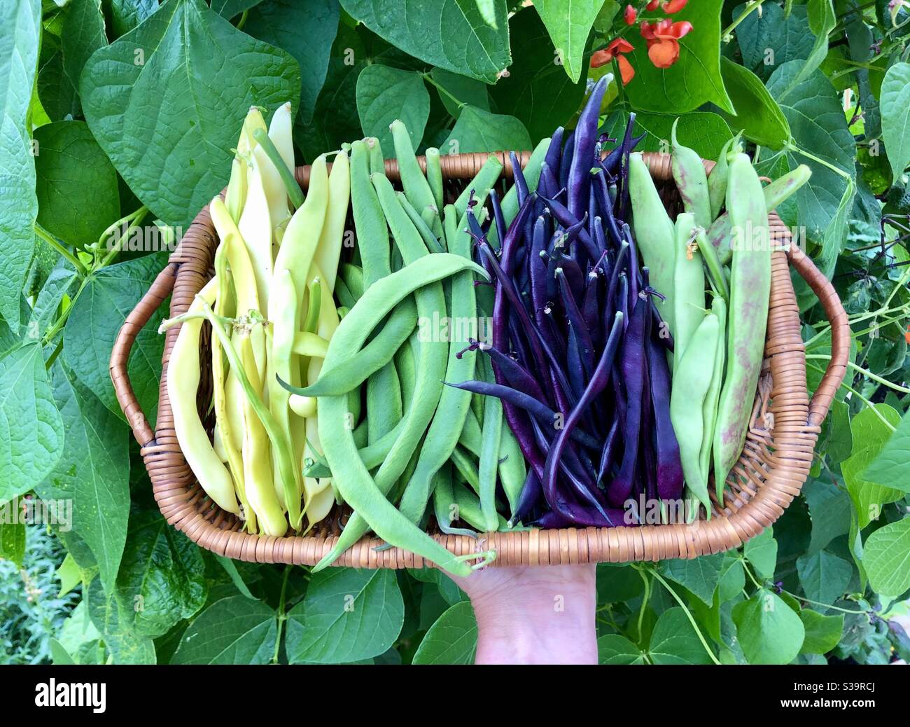 Homegrown Beans High Resolution Stock Photography and Images - Alamy