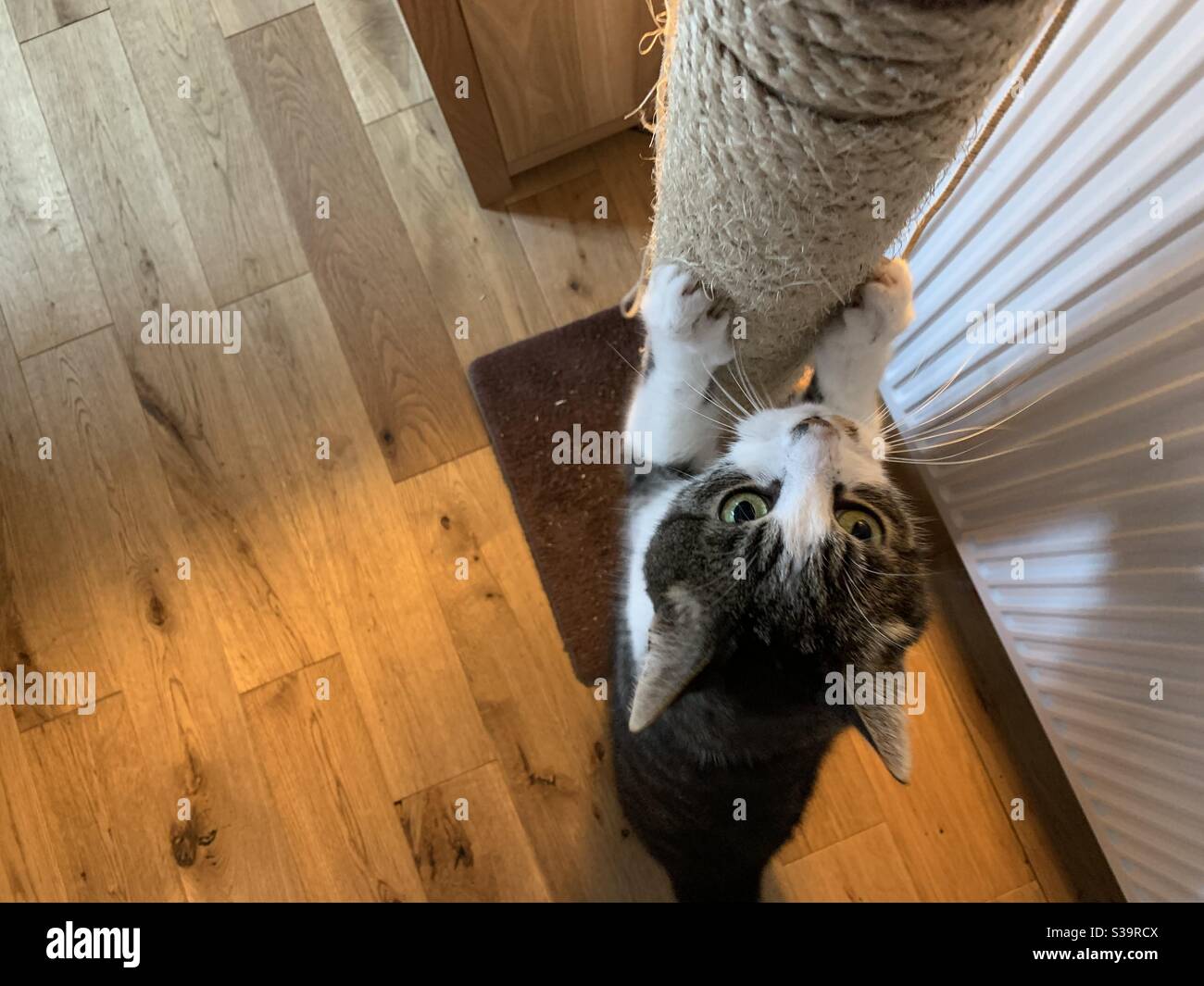 Pole cat hi-res stock photography and images - Alamy