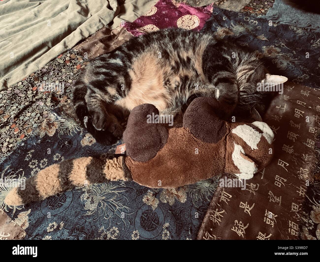 Cat with his stuffed teddy Stock Photo - Alamy