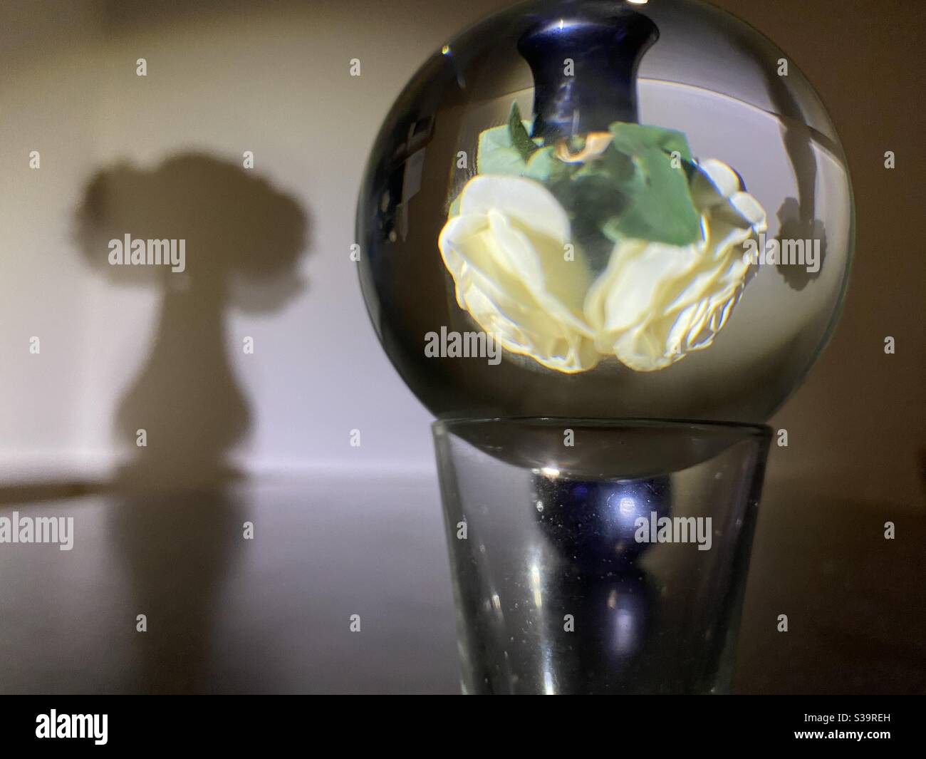 Reflection of roses hi-res stock photography and images - Alamy