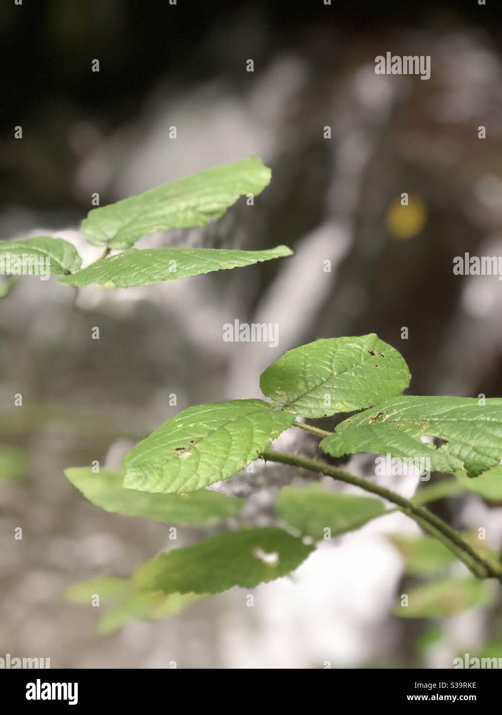 Nature of shomal Stock Photo - Alamy