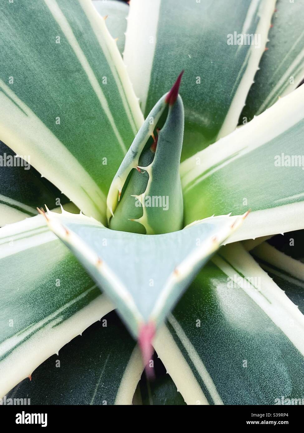Spike plant hi-res stock photography and images - Alamy
