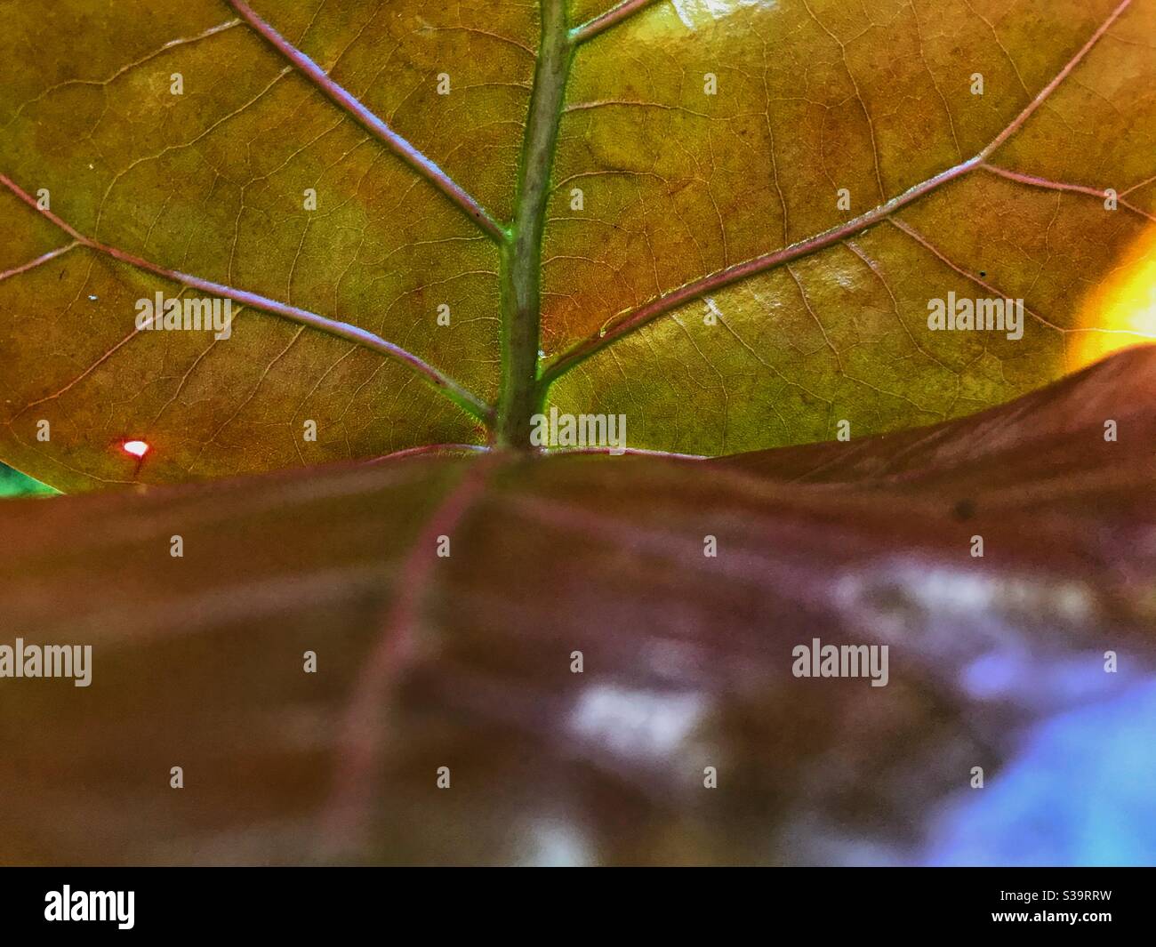 Sea grape hi-res stock photography and images - Alamy