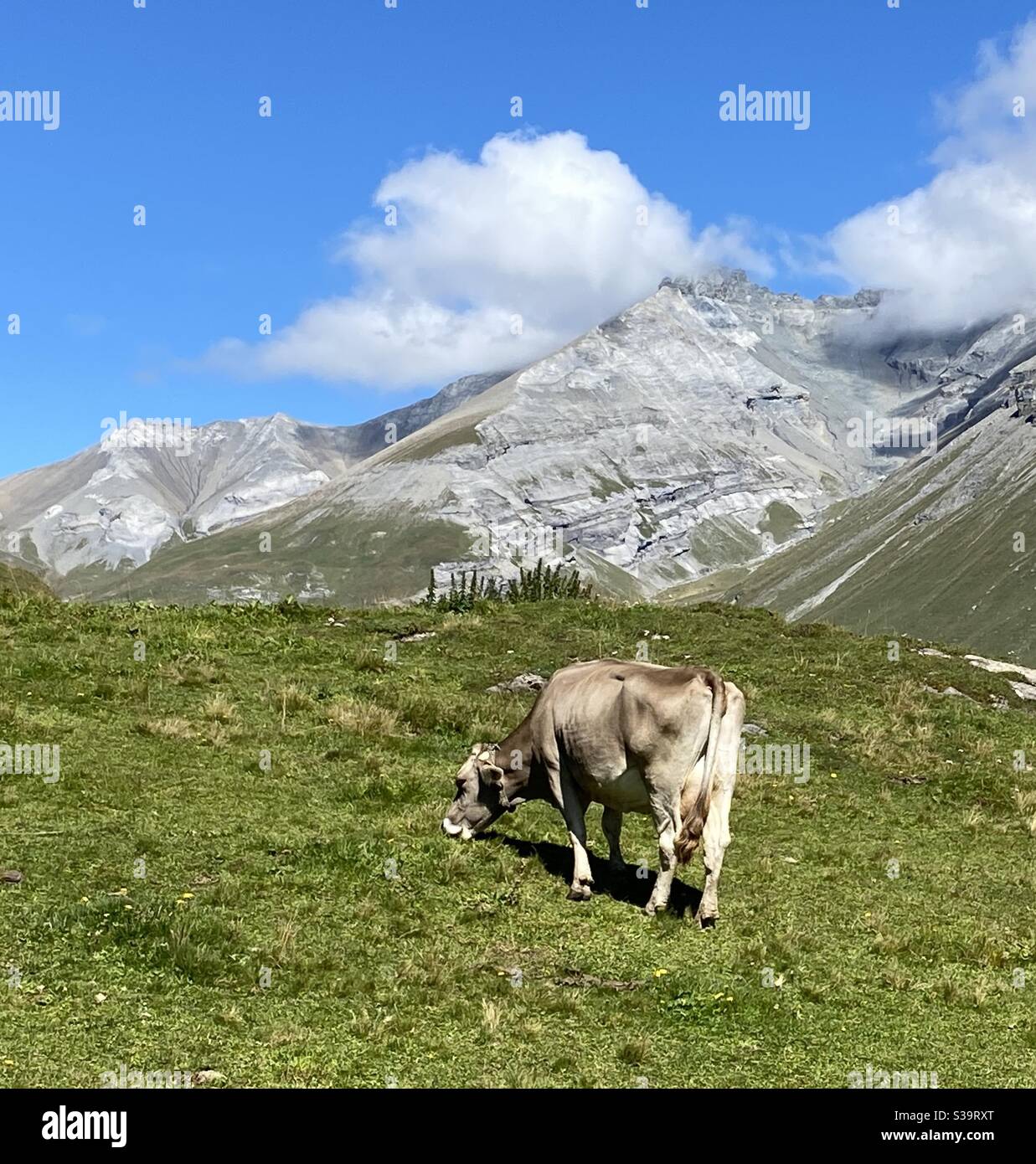 Swiss cow alps hi-res stock photography and images - Alamy