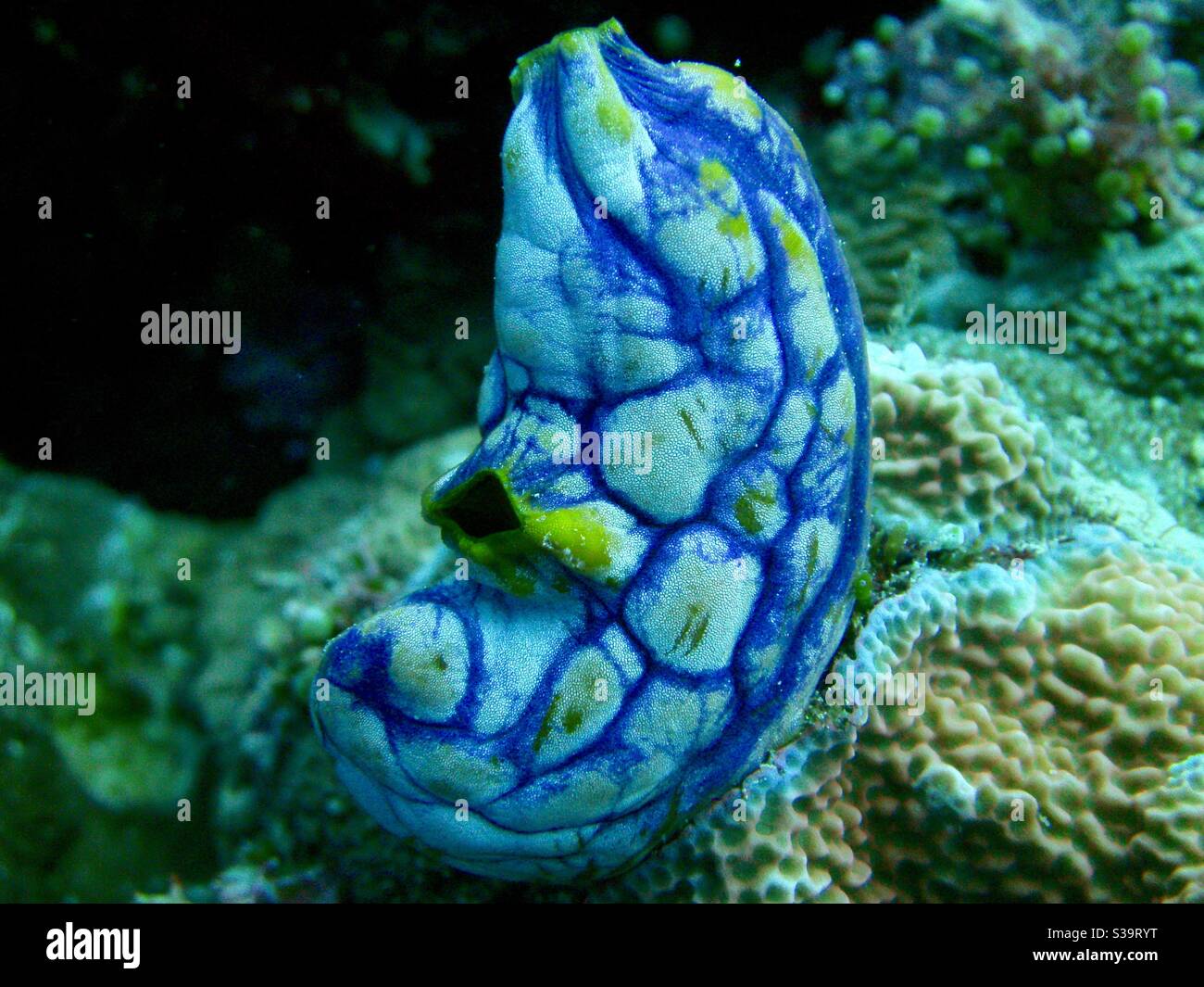 Invertebrate sea squirt hi-res stock photography and images - Alamy