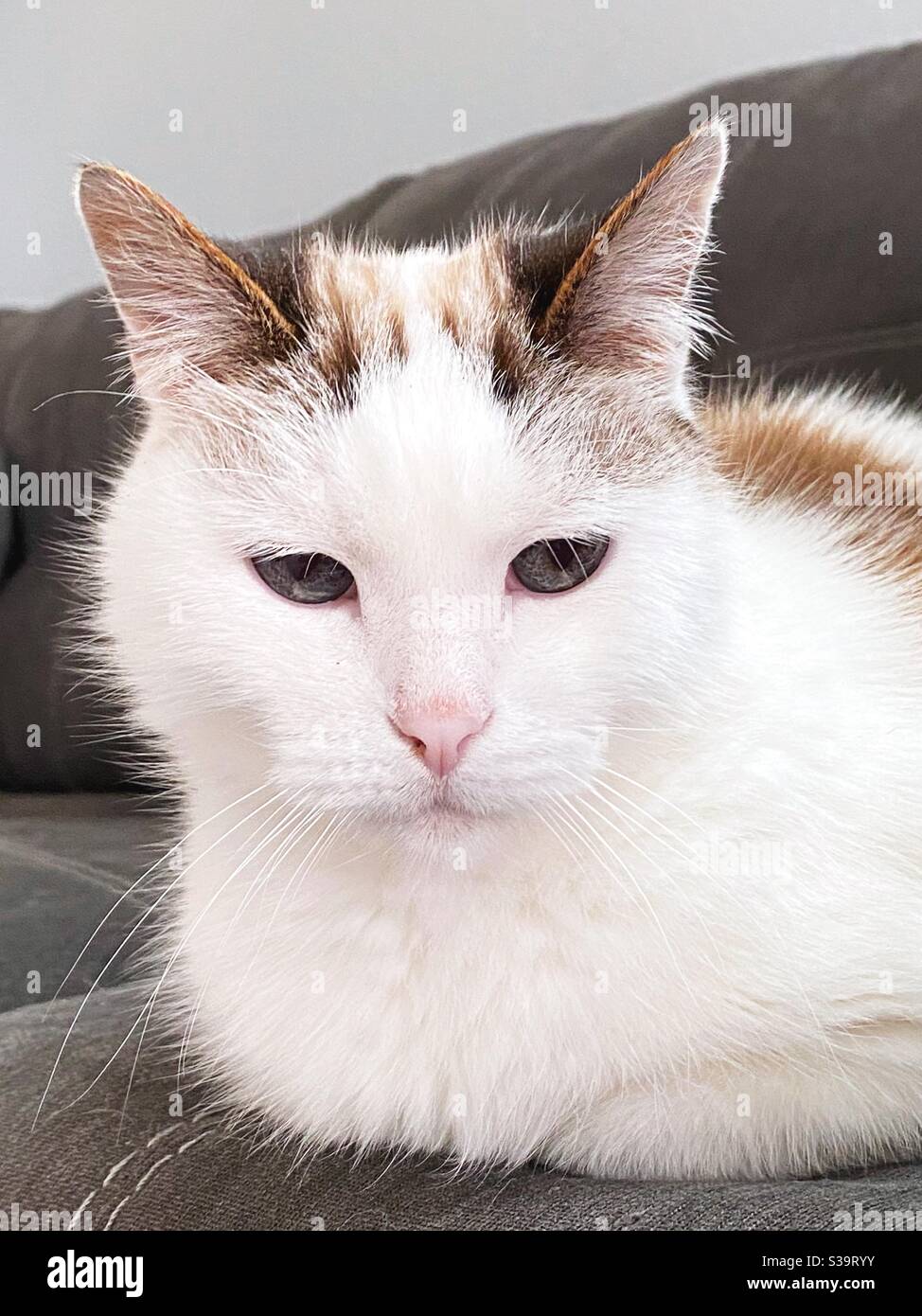 White spots and markings hi-res stock photography and images - Alamy