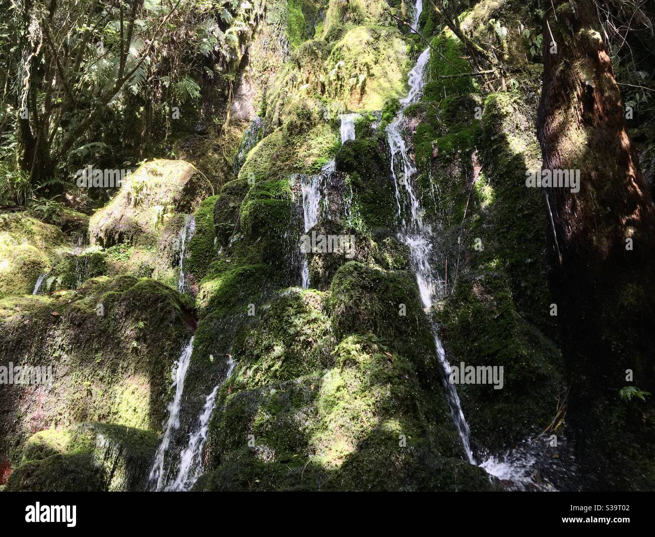 Waterfall pretty green lush nature Stock Photo - Alamy