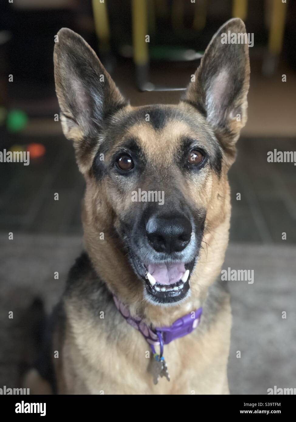 Dog with straight ears hi-res stock photography and images - Alamy