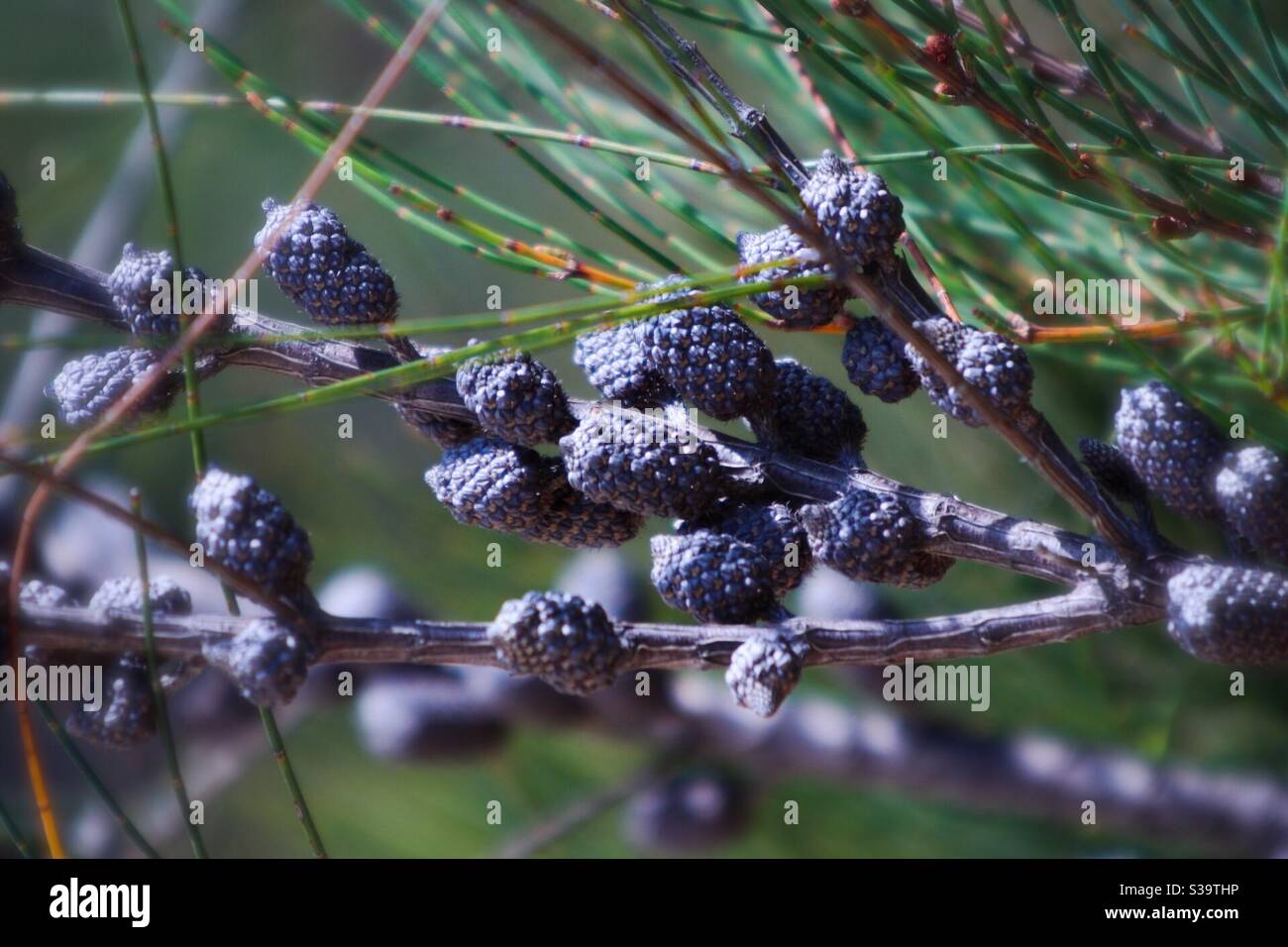 Tree nuts hi-res stock photography and images - Alamy