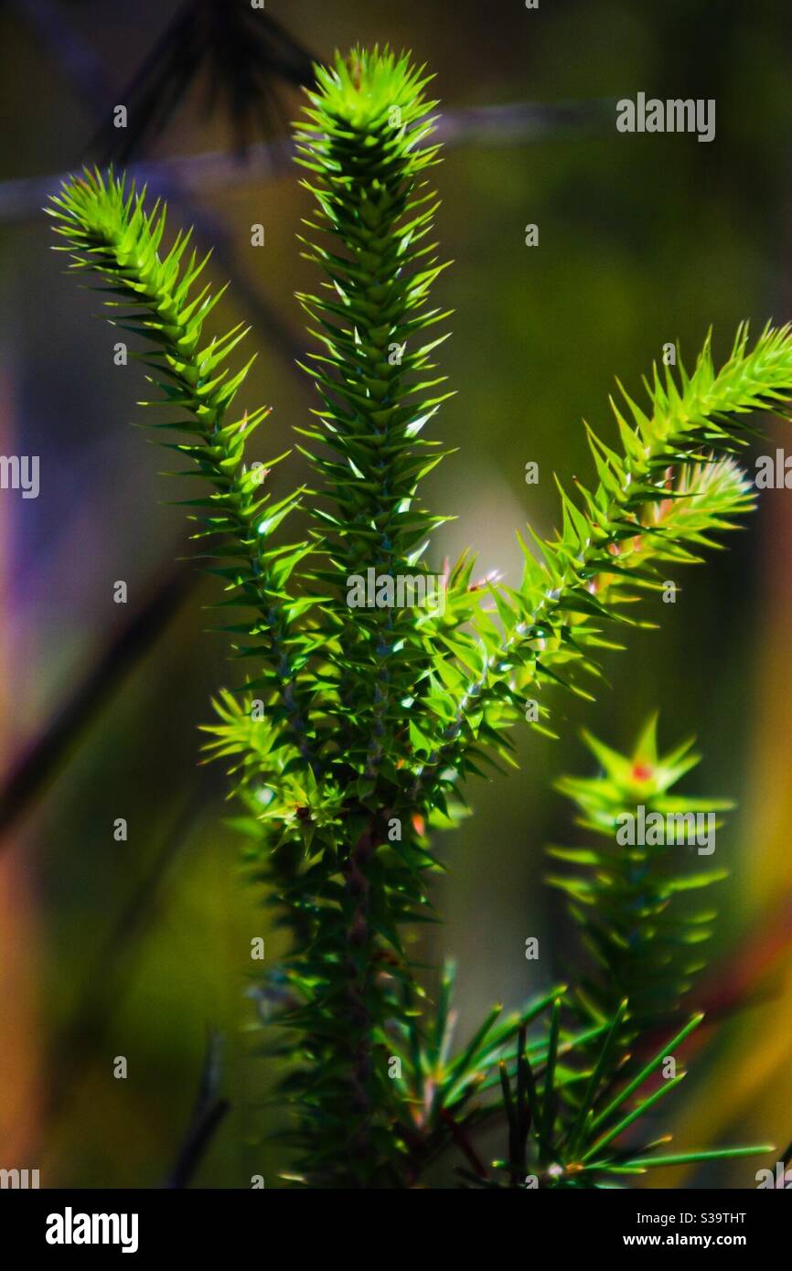 Thorns spikes hi-res stock photography and images - Alamy