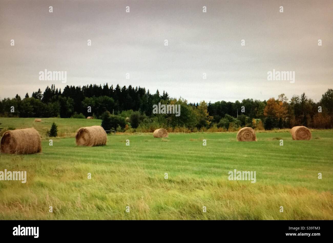 Alberta travels, autumn colours, Alberta, making hay, gathering, hay ...