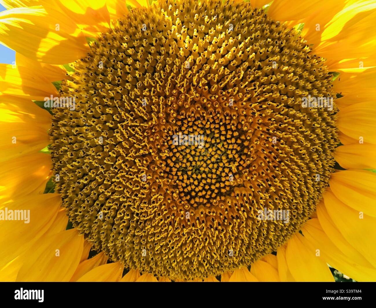 Center of sunflower hi-res stock photography and images - Alamy