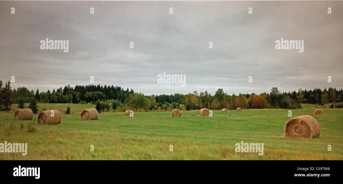 Alberta travels, autumn colours, Alberta, making hay, gathering, hay ...