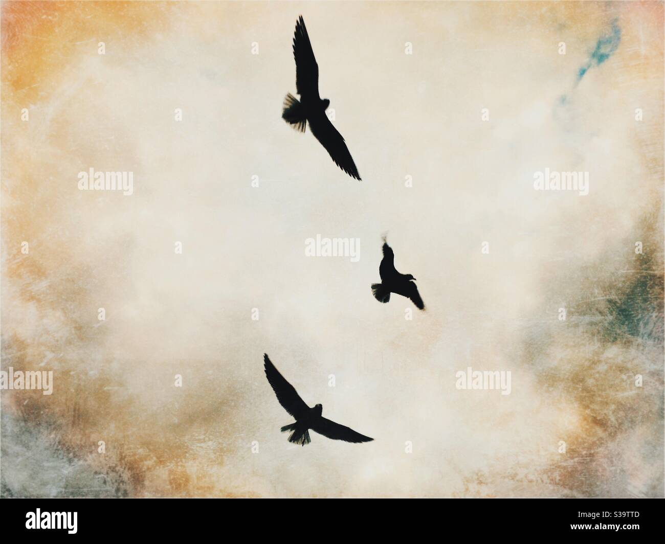 Three Flying Birds High Resolution Stock Photography and Images - Alamy