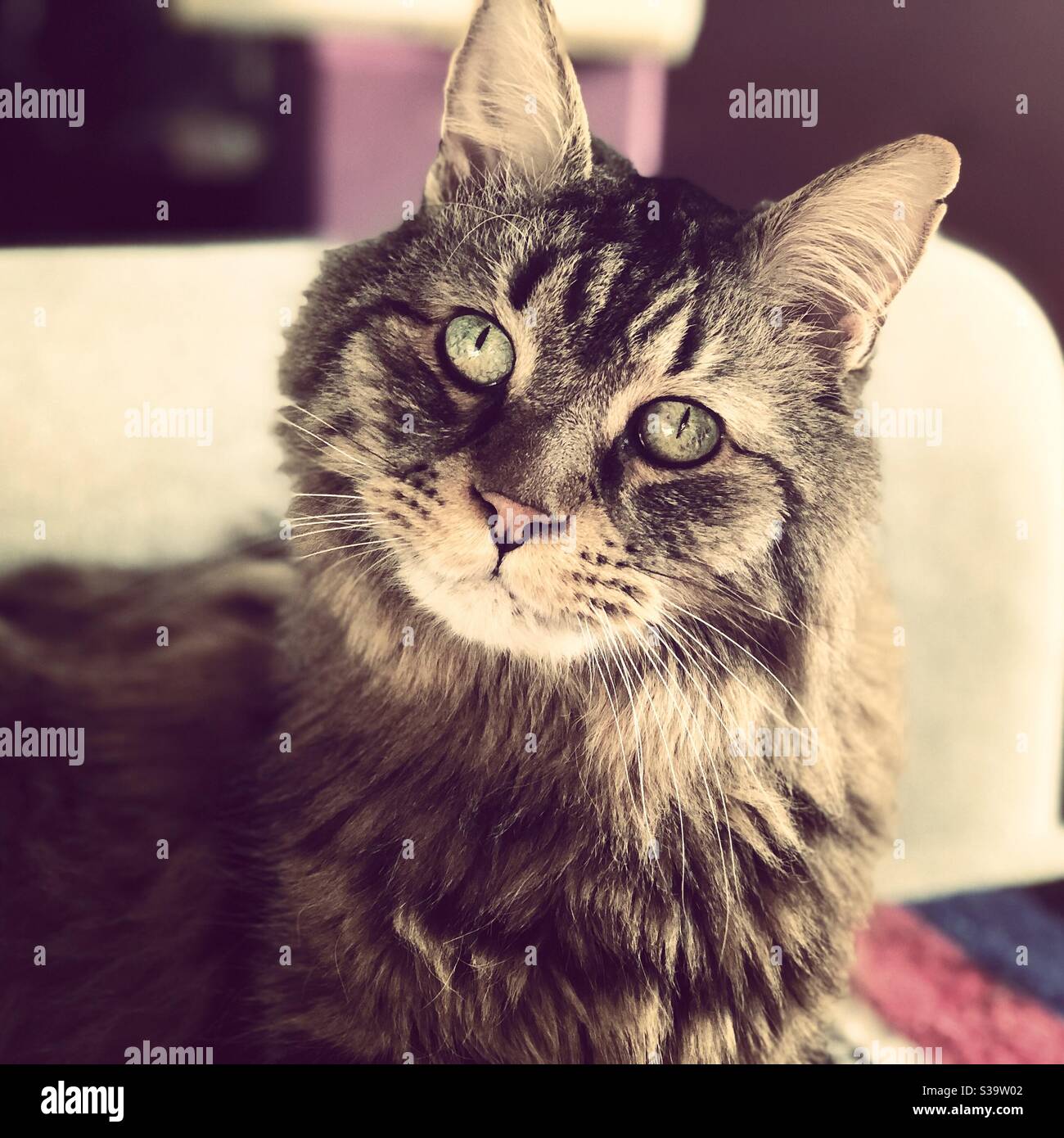 Best cat hi-res stock photography and images - Alamy