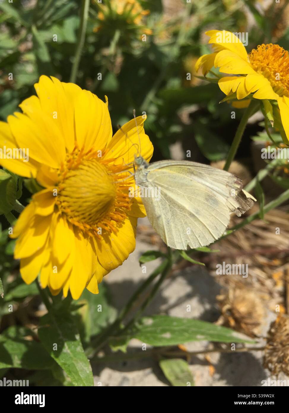 Butterfly outside nature hi-res stock photography and images - Alamy