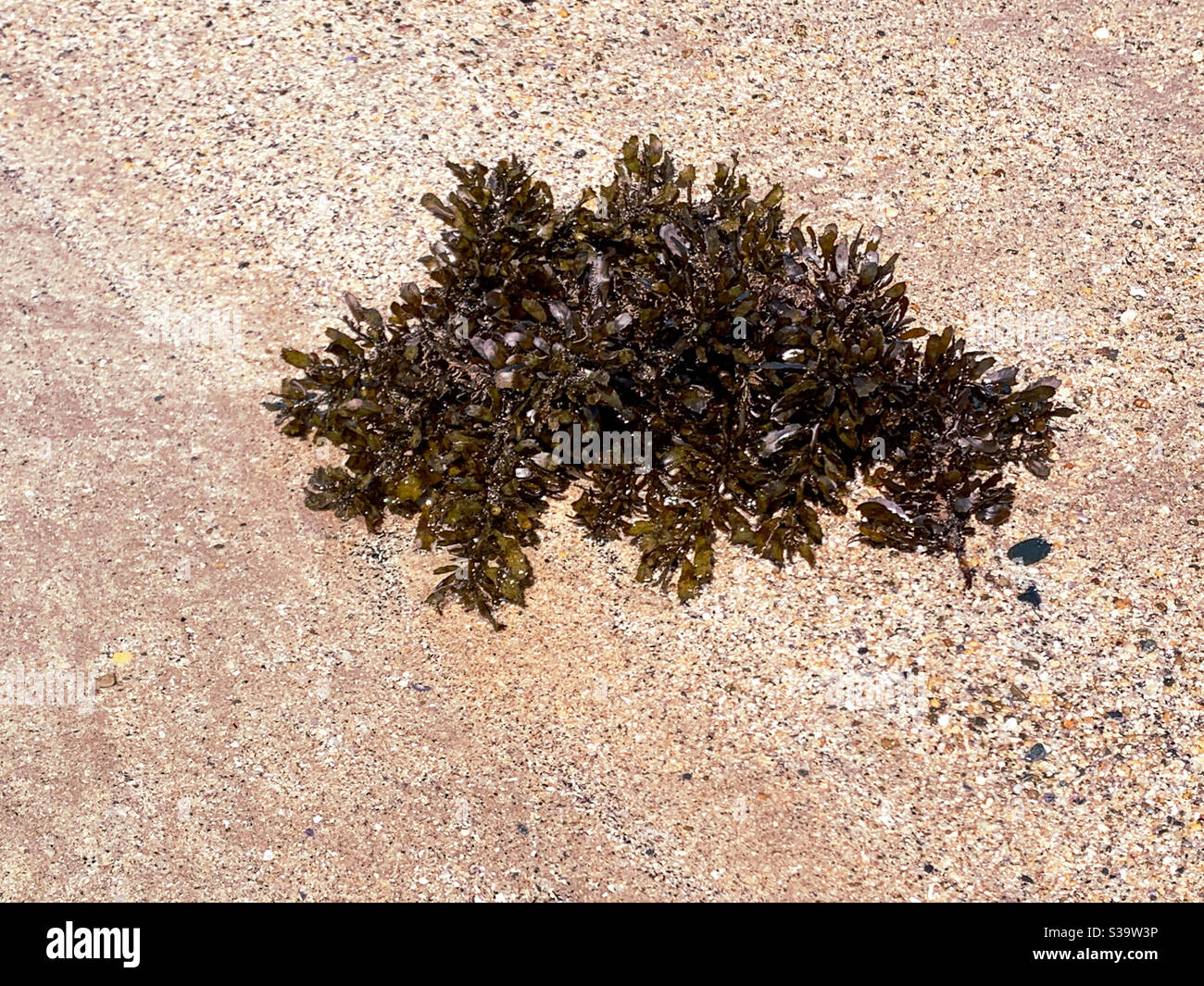 Green curly seaweed on the sandy beach Stock Photo - Alamy