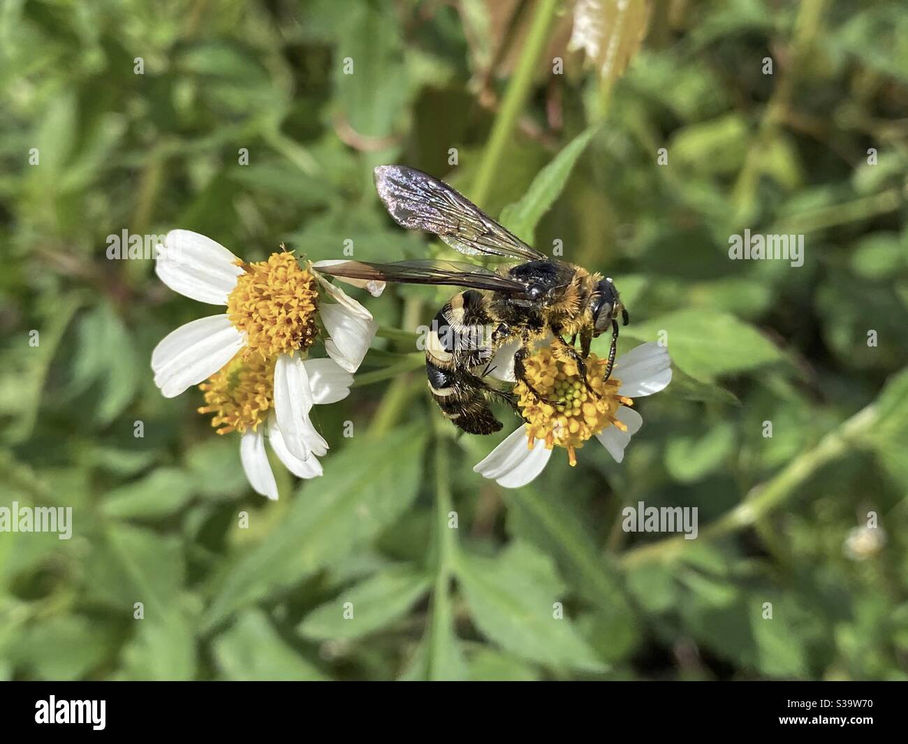 Pollen insects hi-res stock photography and images - Alamy