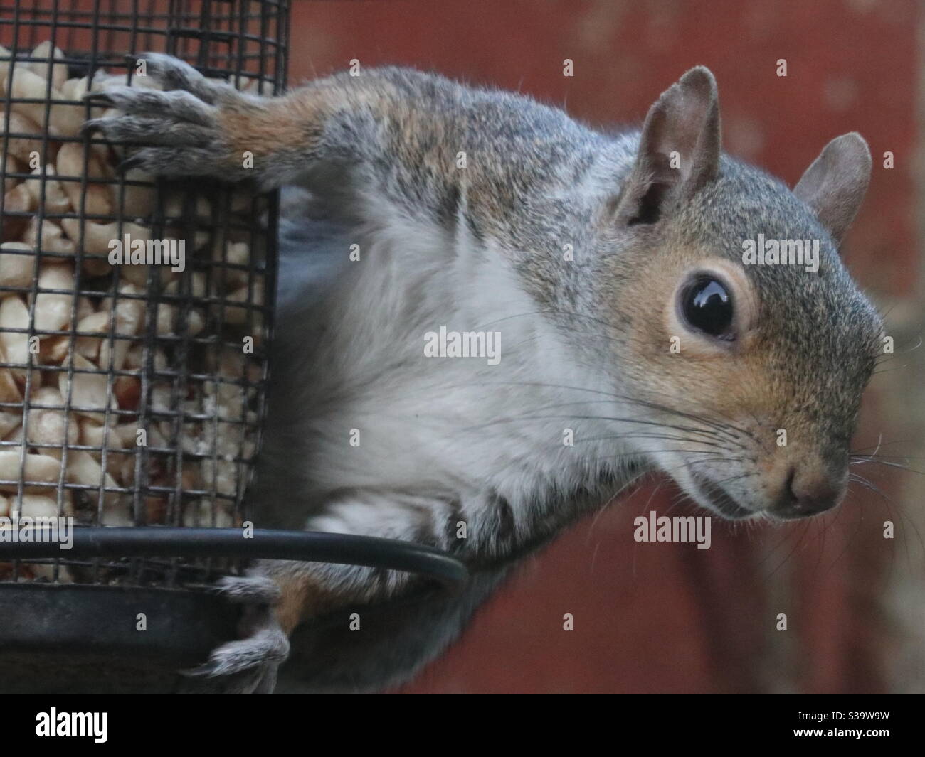 Wire nuts hi-res stock photography and images - Alamy