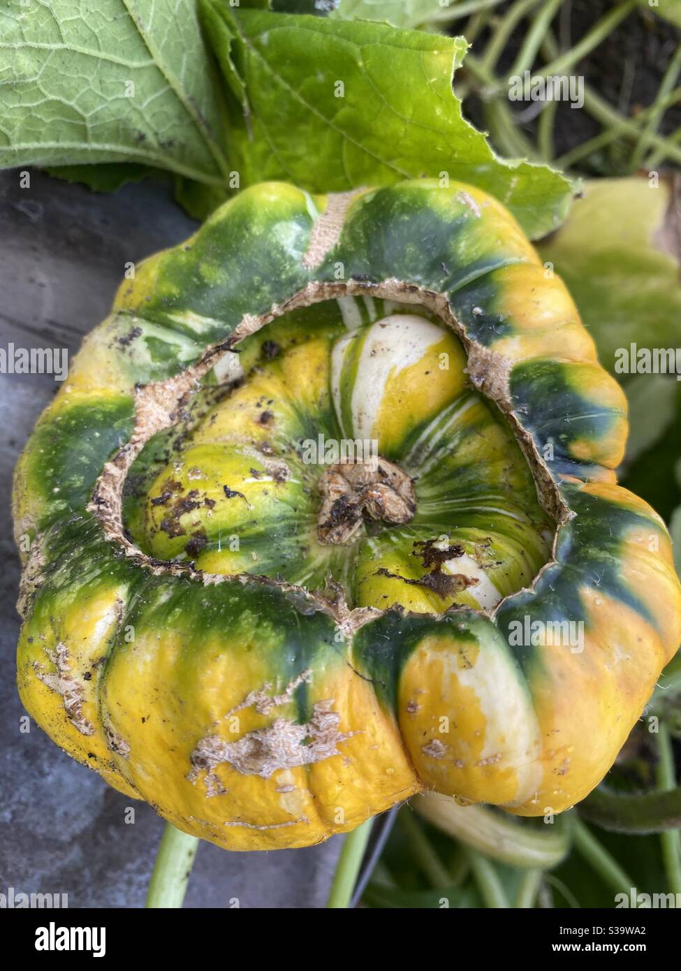 Nut squash hi-res stock photography and images - Alamy