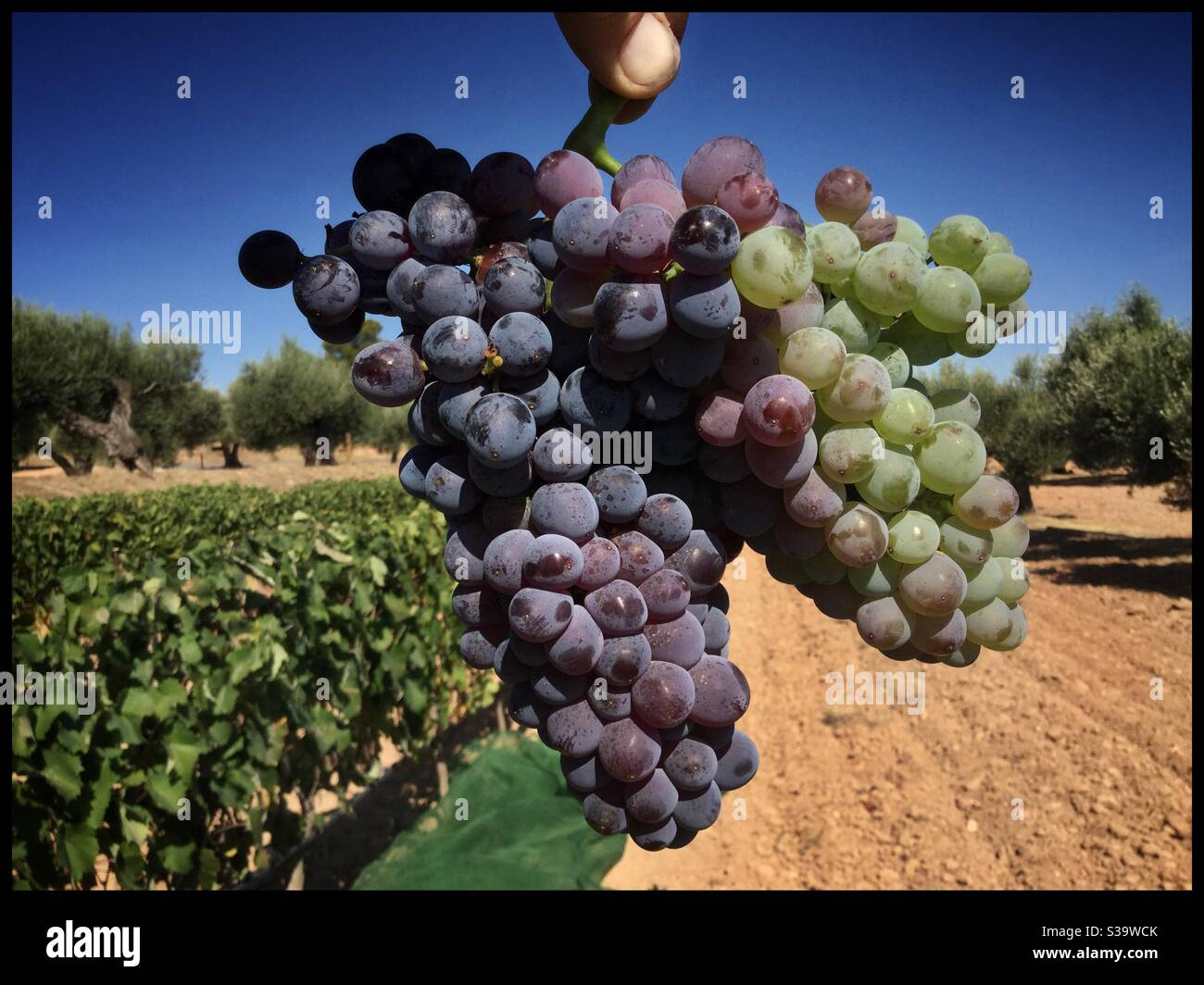 Grenache grape hi-res stock photography and images - Alamy