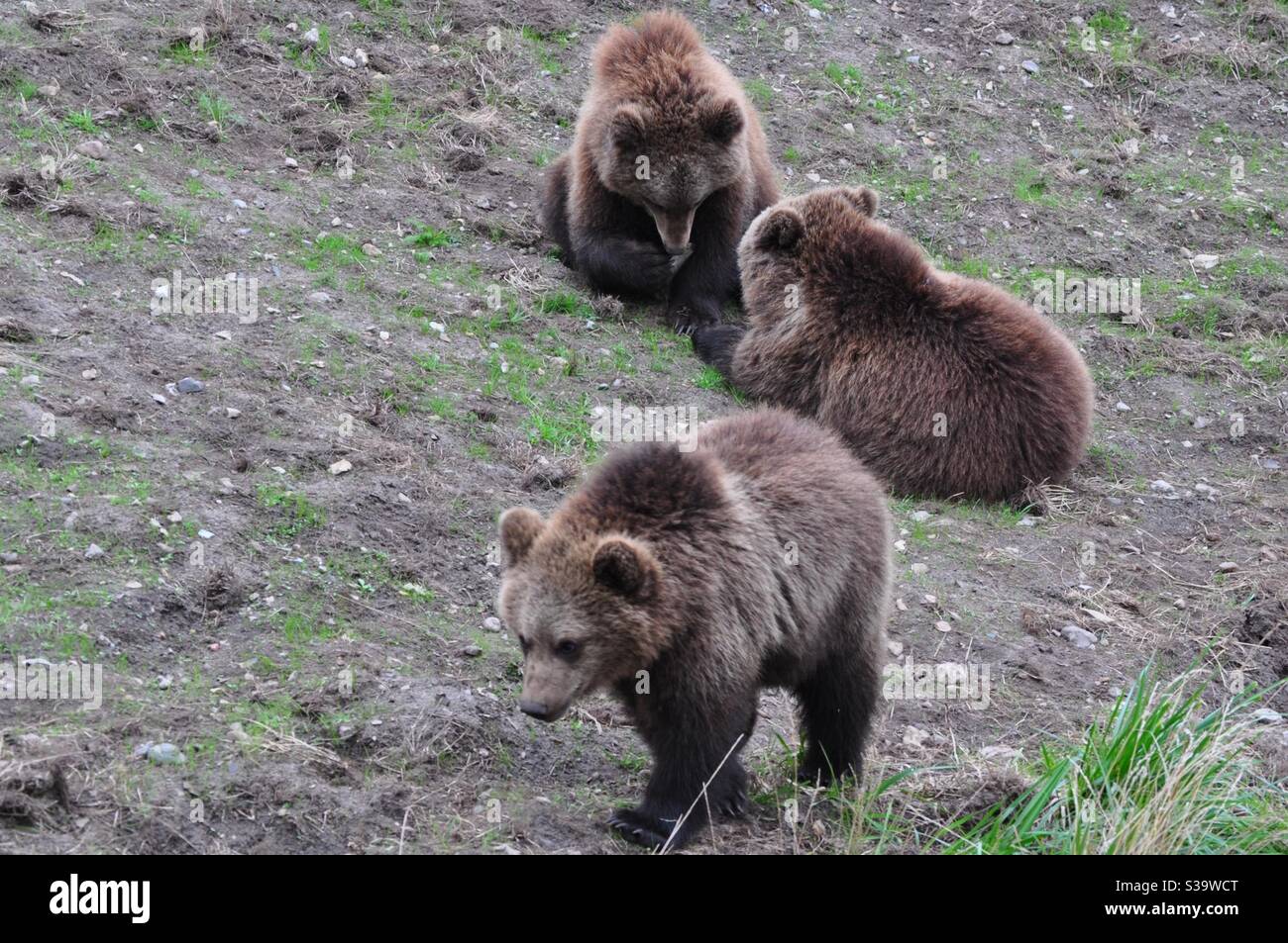 Three bear hi-res stock photography and images - Alamy