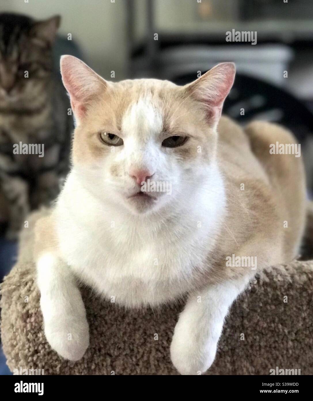 Orange colored tabby cat hi-res stock photography and images - Alamy