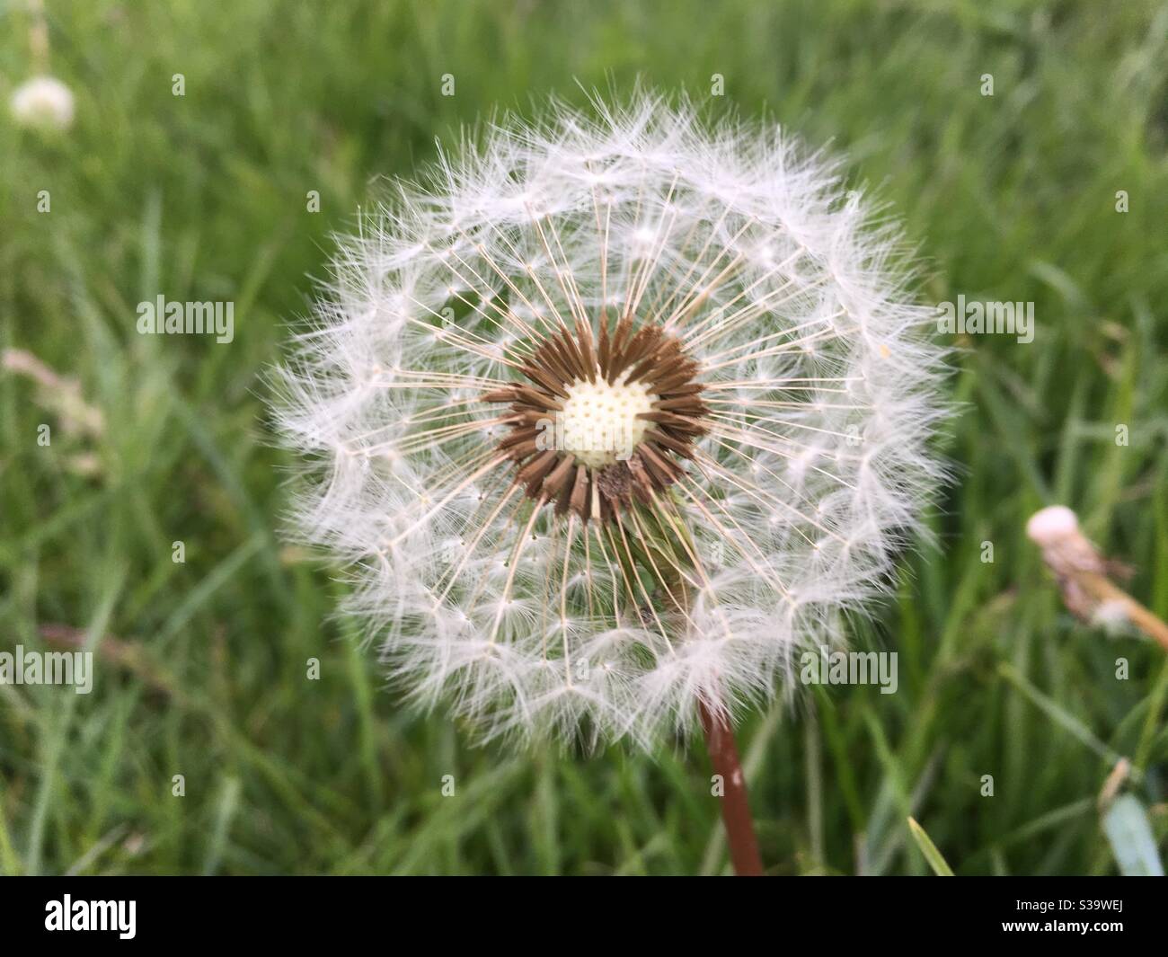 Wish flower hi-res stock photography and images - Alamy