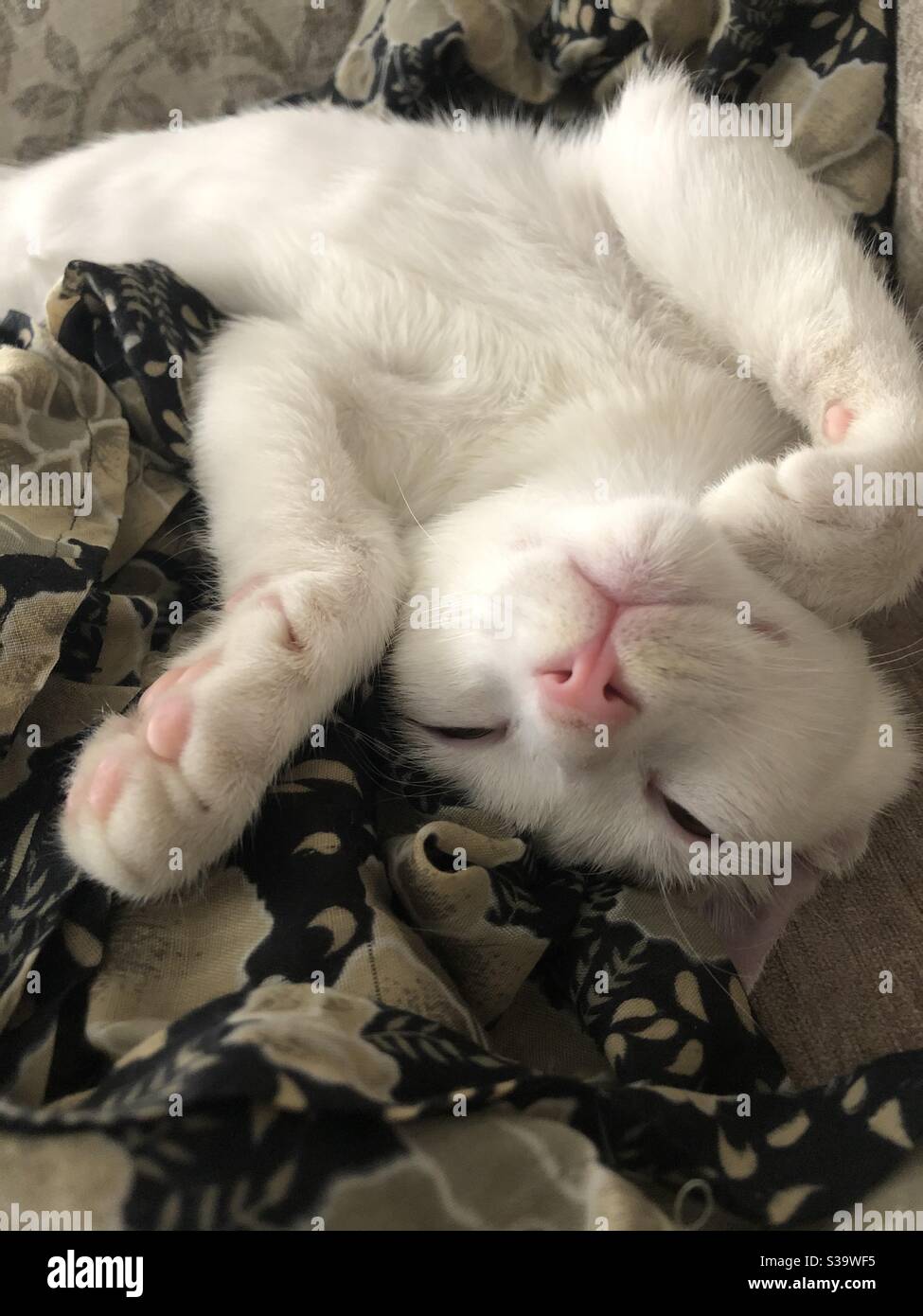 Cats smile hi-res stock photography and images - Alamy