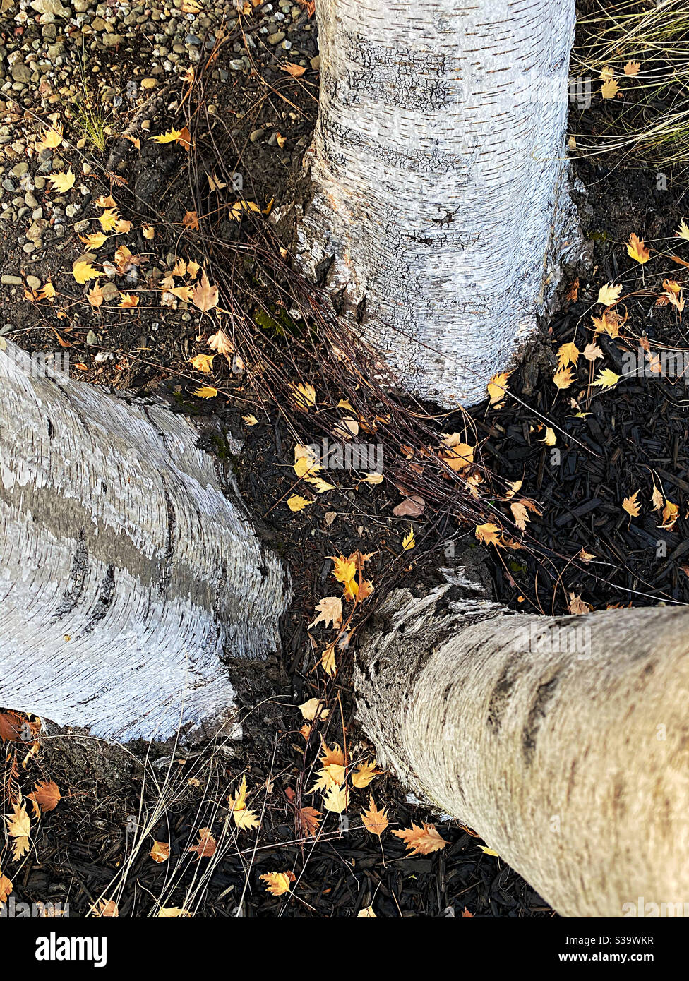 Three Birch tree trunks and fall leaves Stock Photo - Alamy