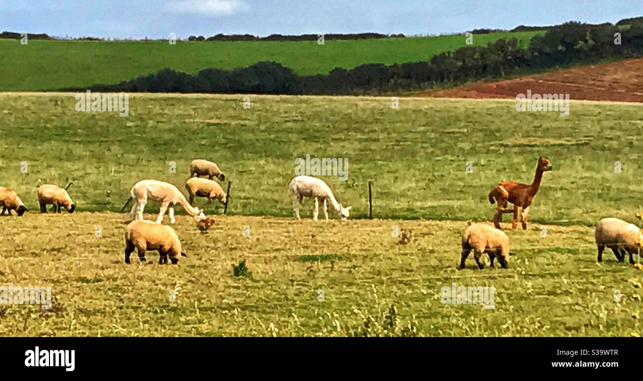 Alpacas & sheep Stock Photo - Alamy