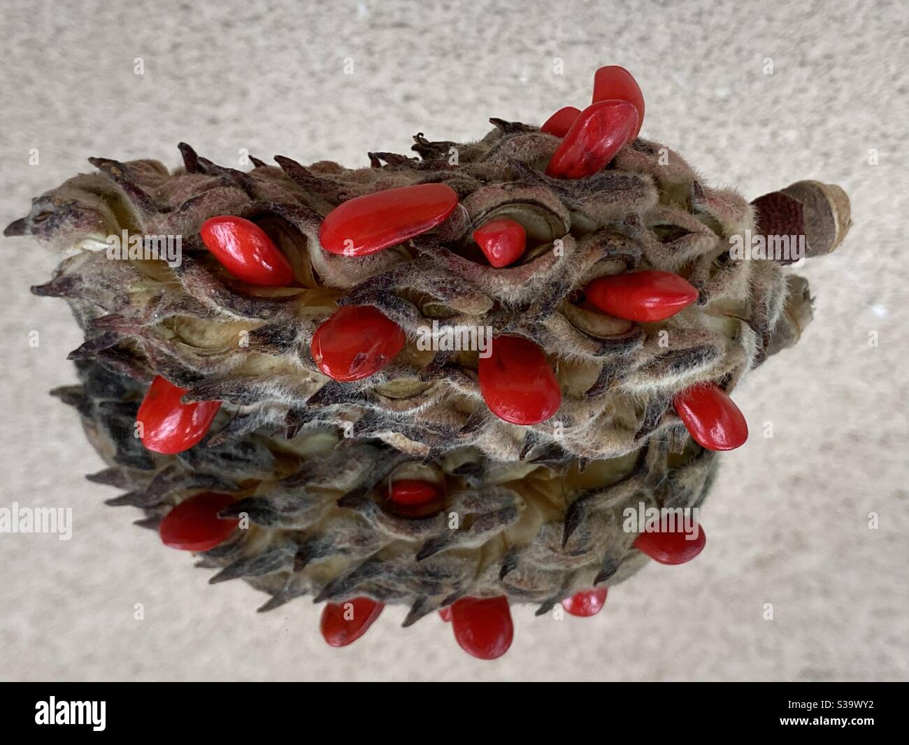 Magnolia tree reflections hi-res stock photography and images - Alamy
