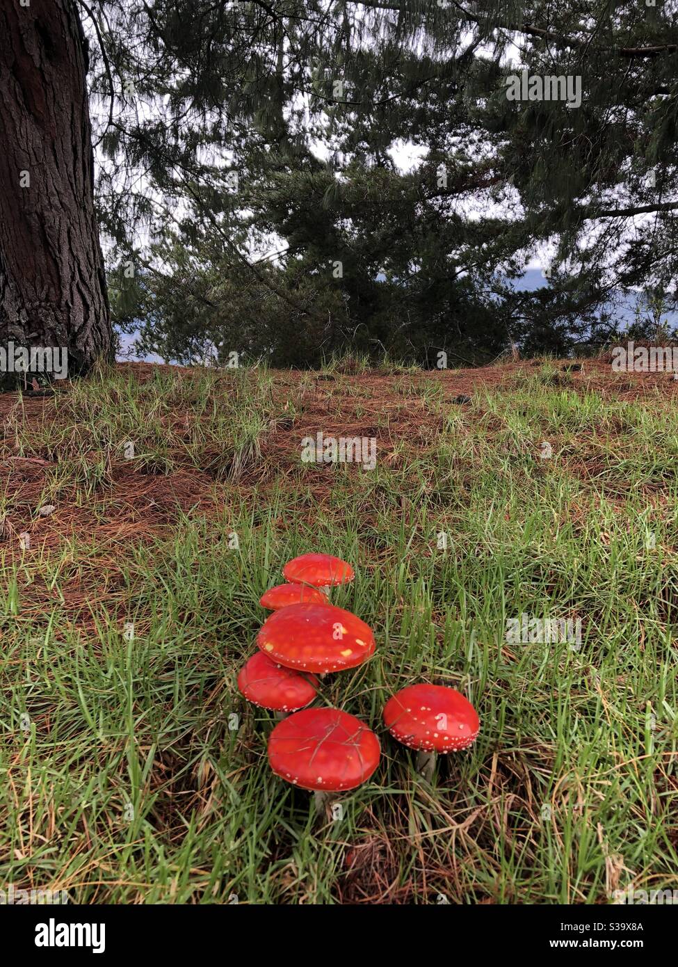 Hongos rojos hi-res stock photography and images - Alamy