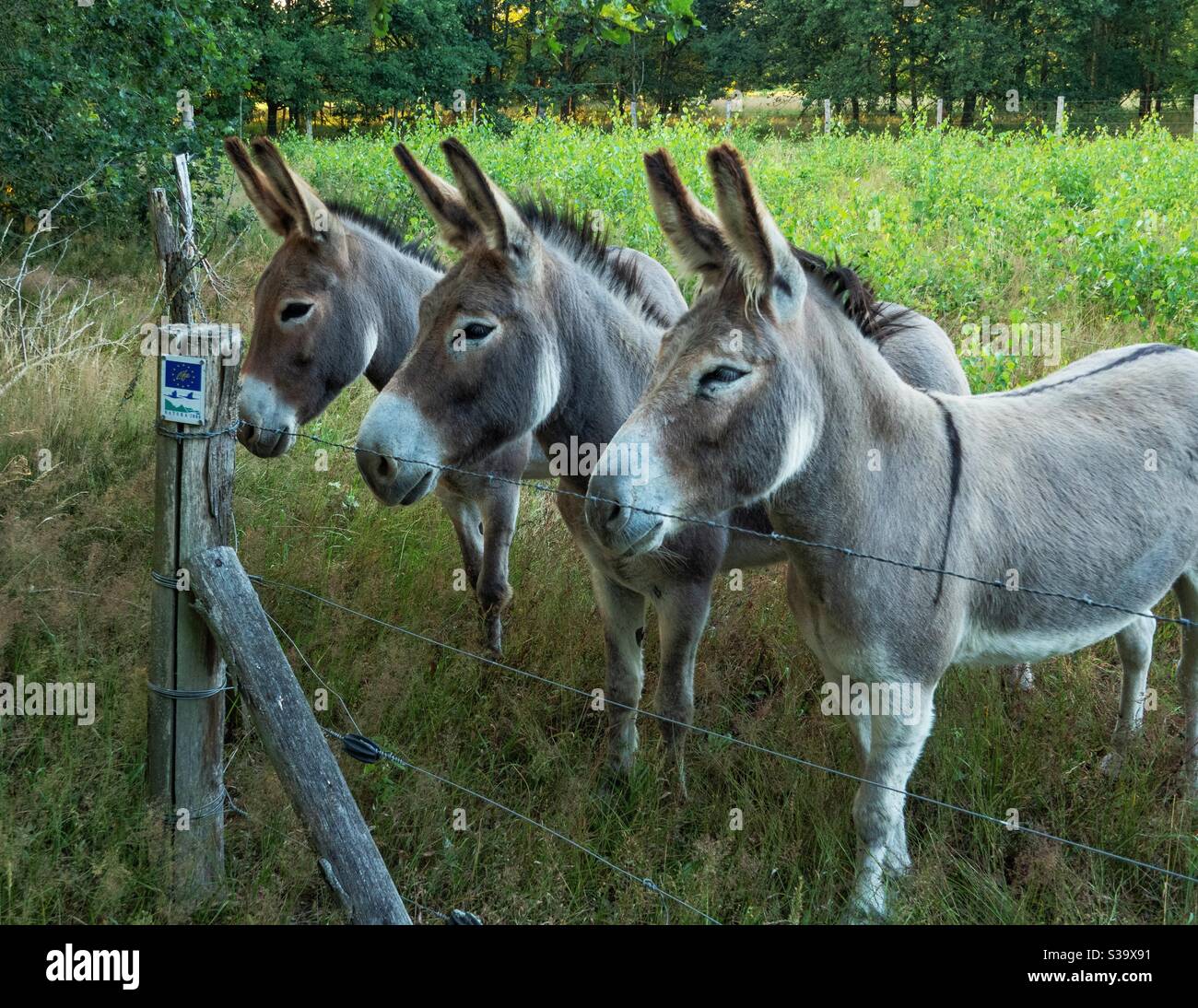 Three donkeys looking in the same direction Stock Photo - Alamy