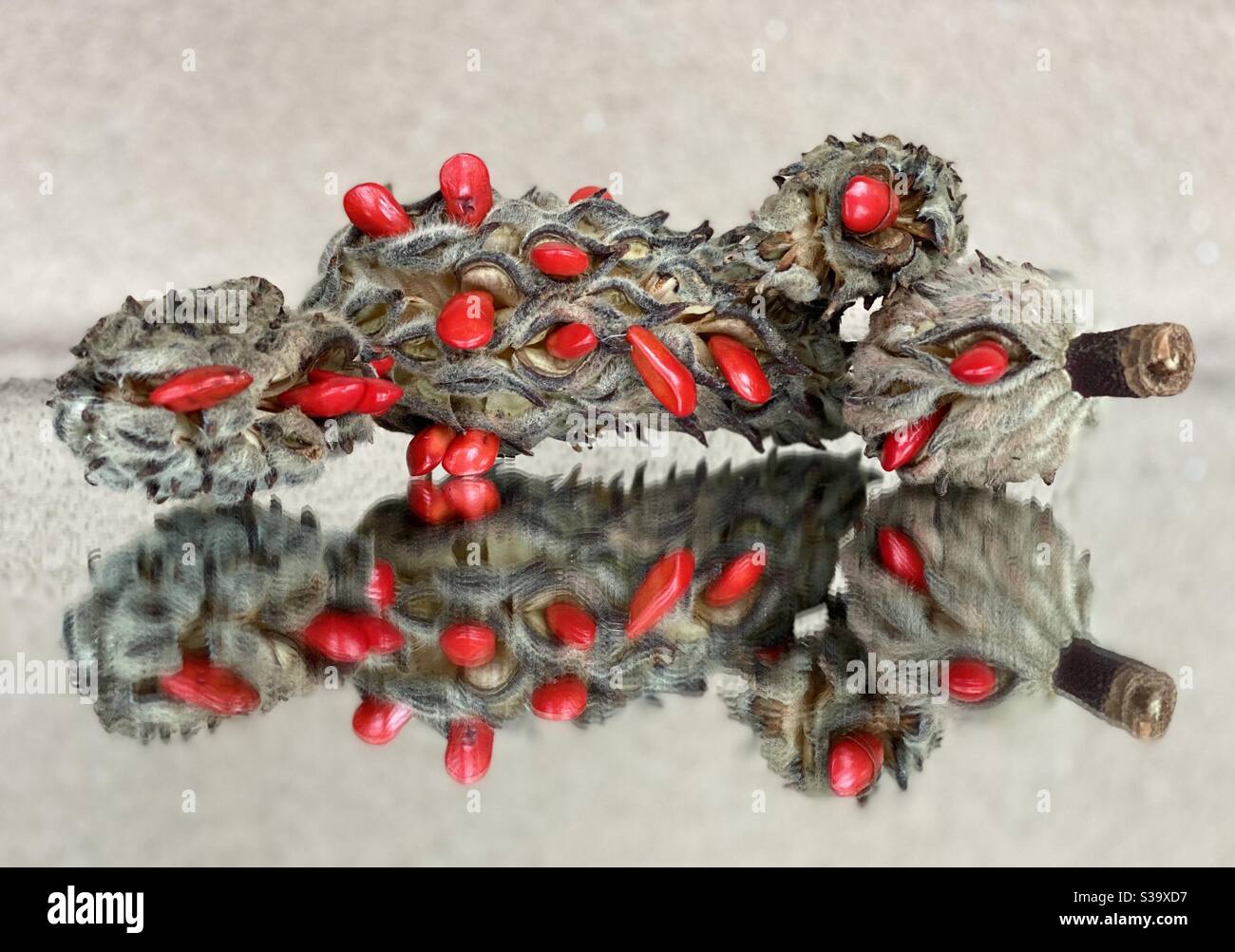 Magnolia tree reflections hi-res stock photography and images - Alamy