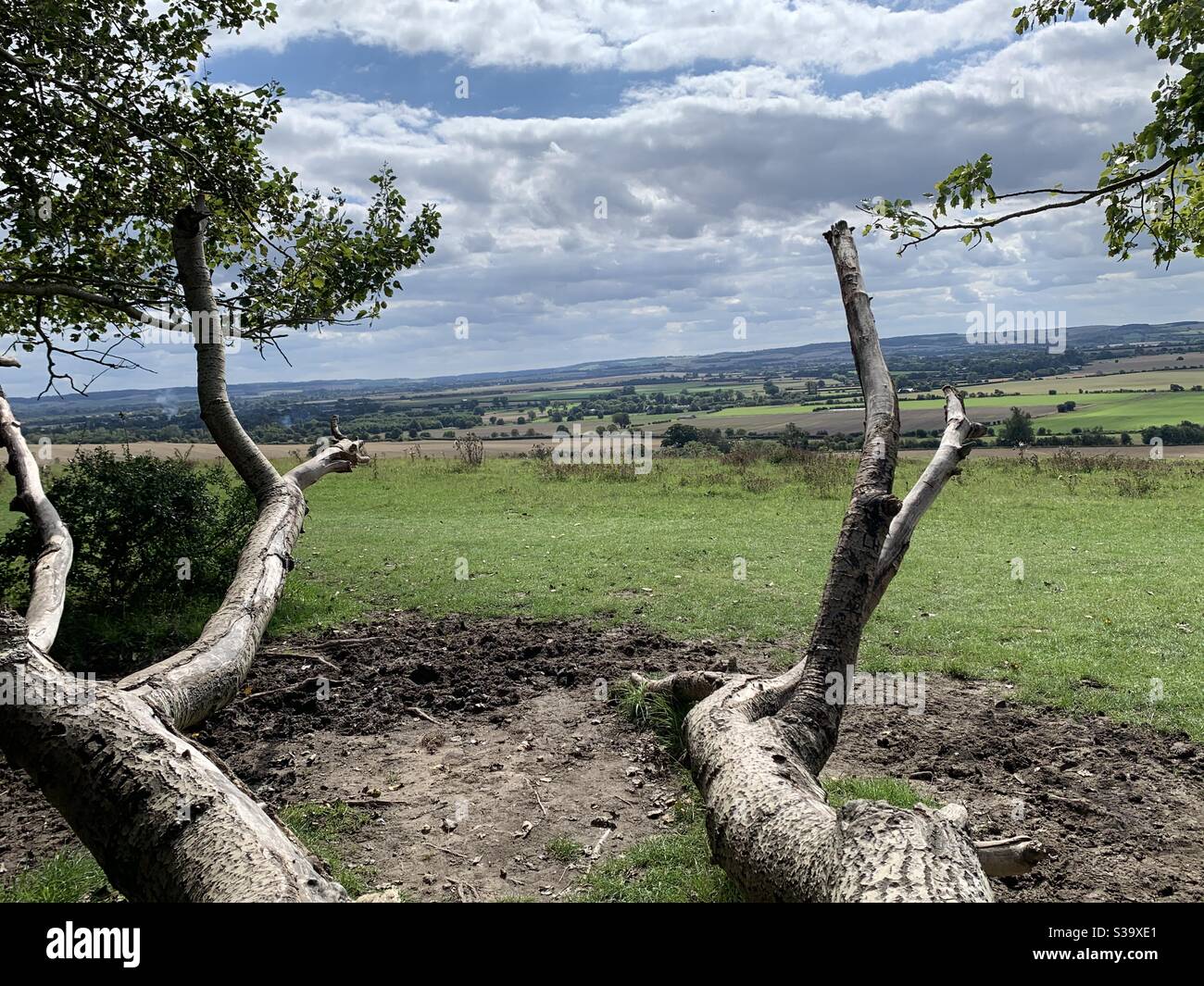 Views of trees hi-res stock photography and images - Alamy