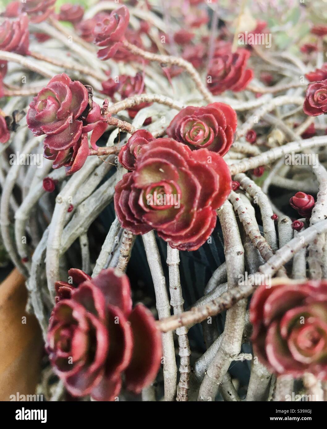 Red sedum hi-res stock photography and images - Alamy