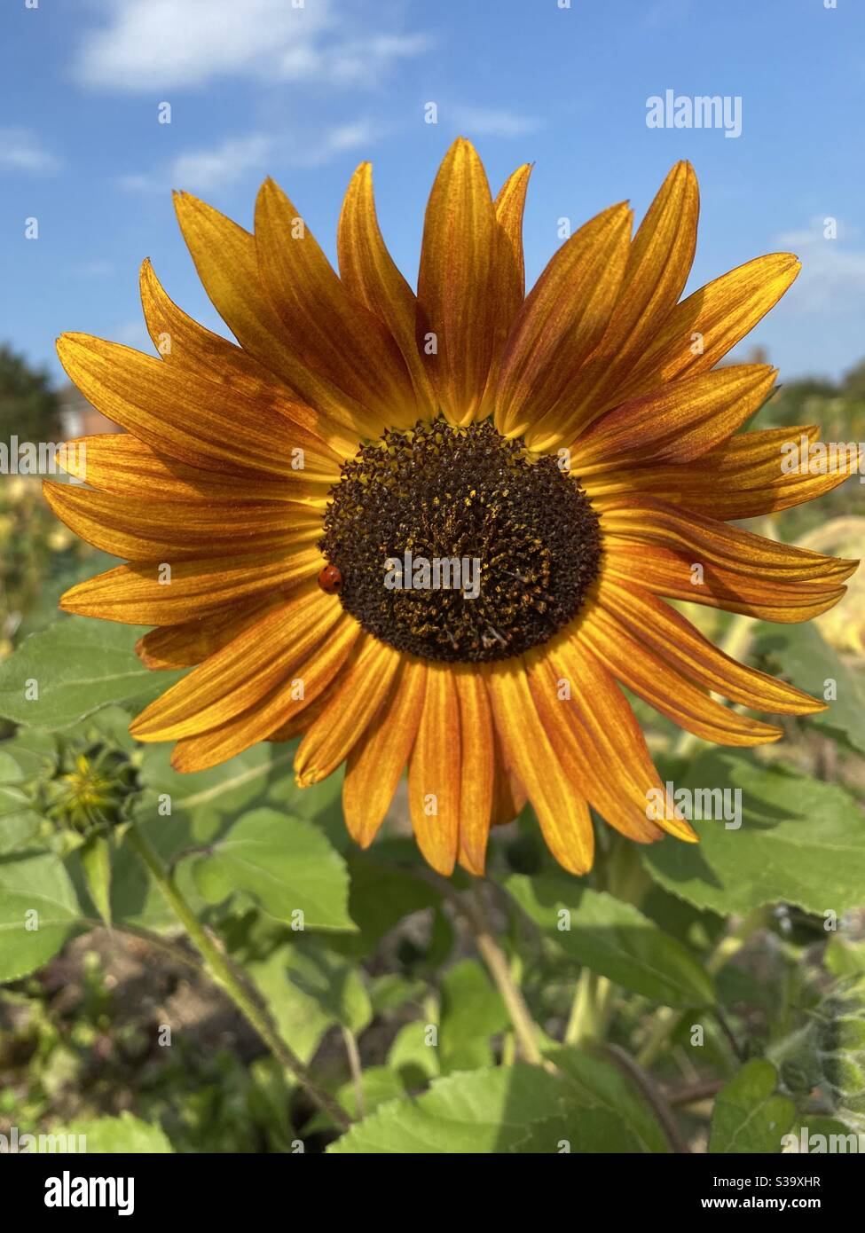 Bronze and sunflower hi-res stock photography and images - Alamy
