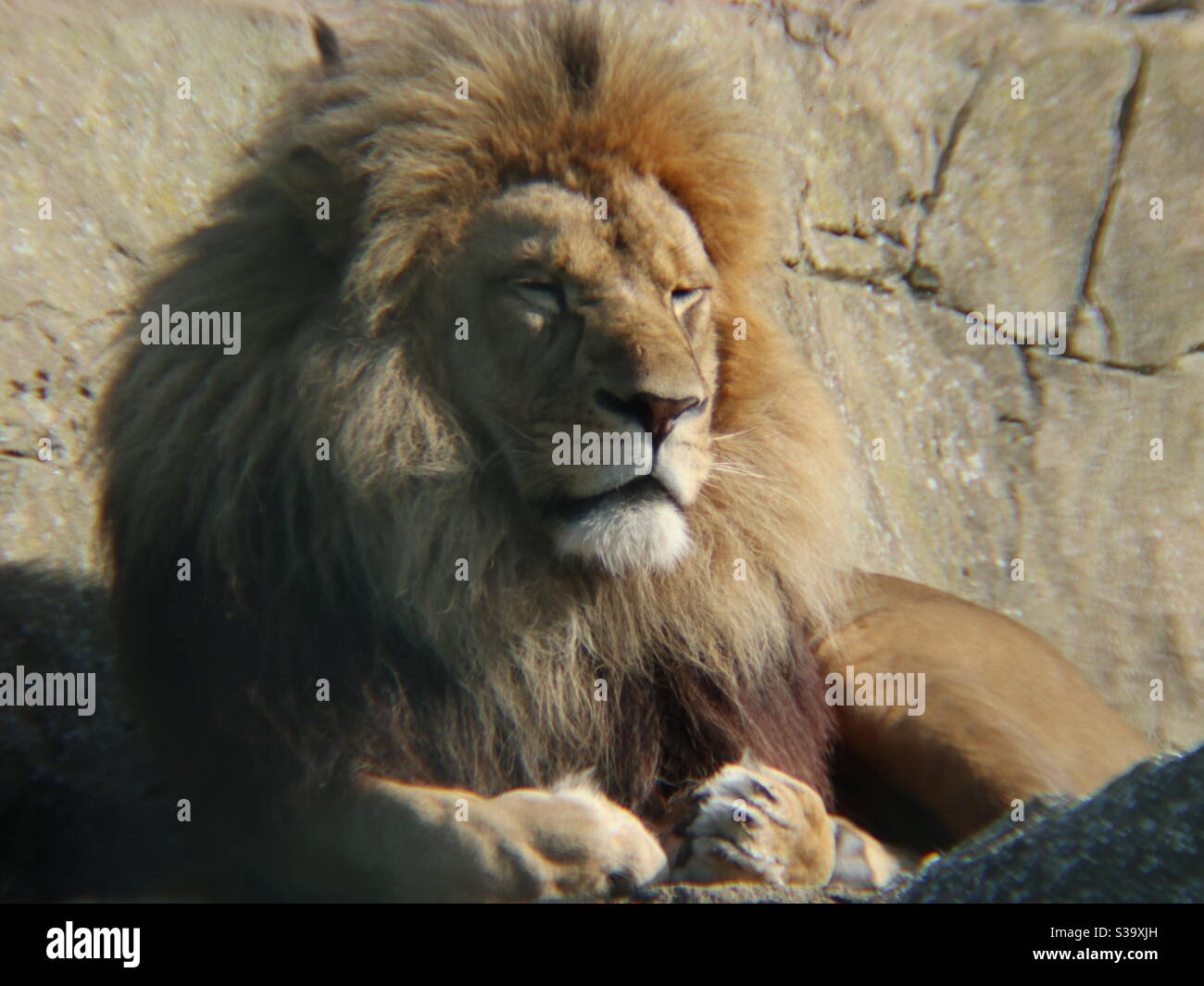 Sunbathing Lion, King of the Jungle Stock Photo - Alamy