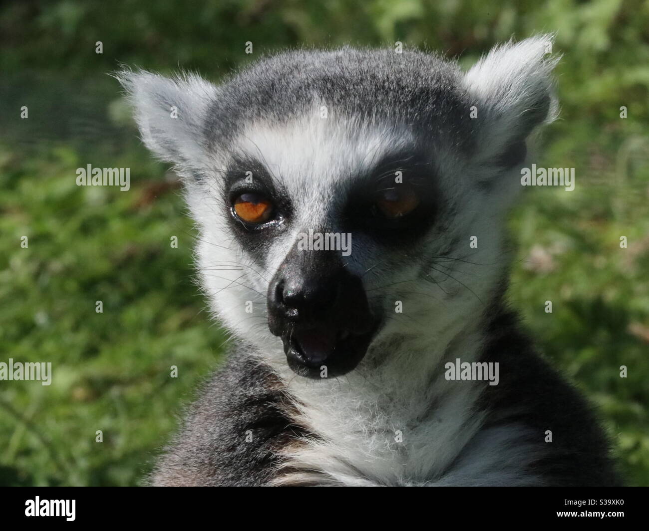 Orange eyed Lemur Stock Photo - Alamy