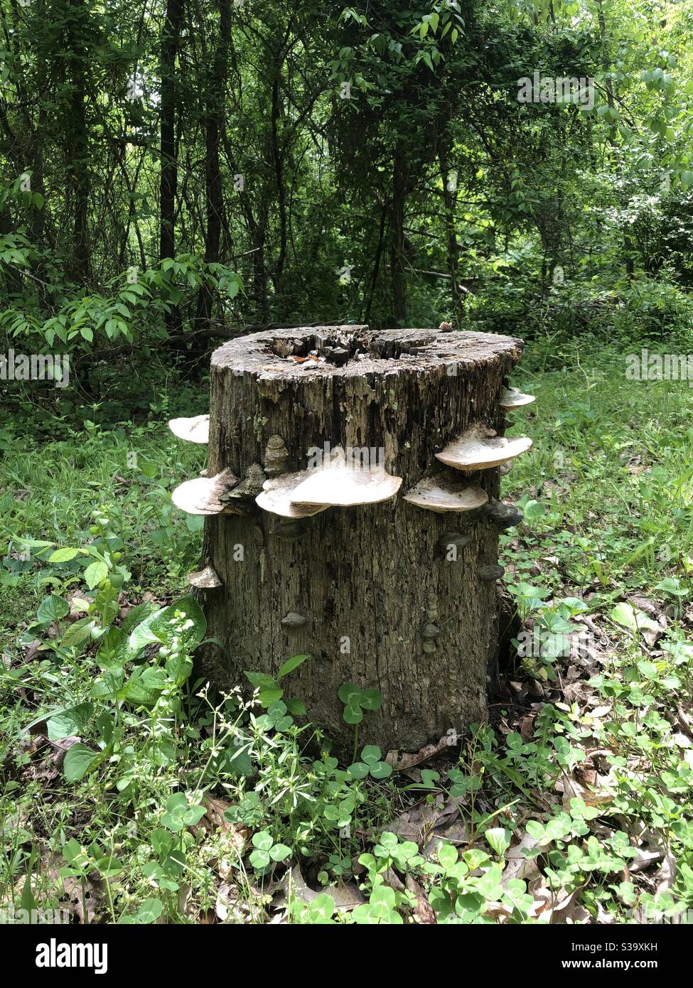 Short trunk hi-res stock photography and images - Alamy