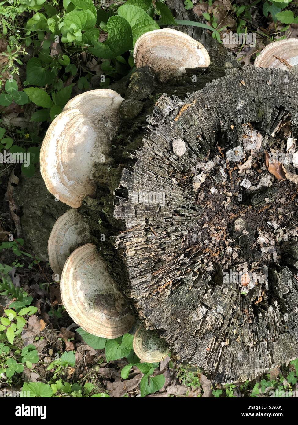 Woodsy setting, dead, short, tree trunk, downward angle, several fungi ...